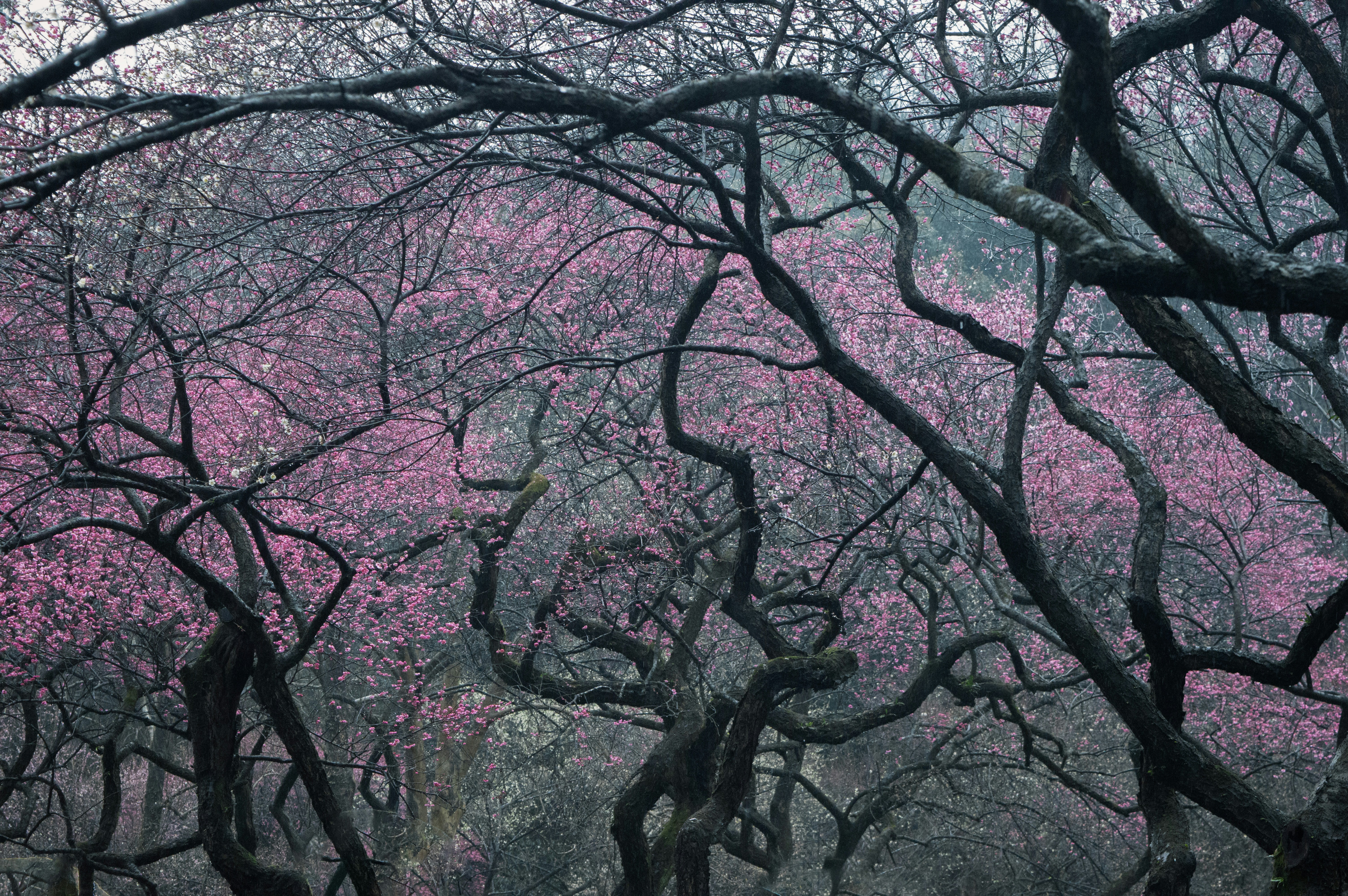 Blossoms of the Gnarled Canopy