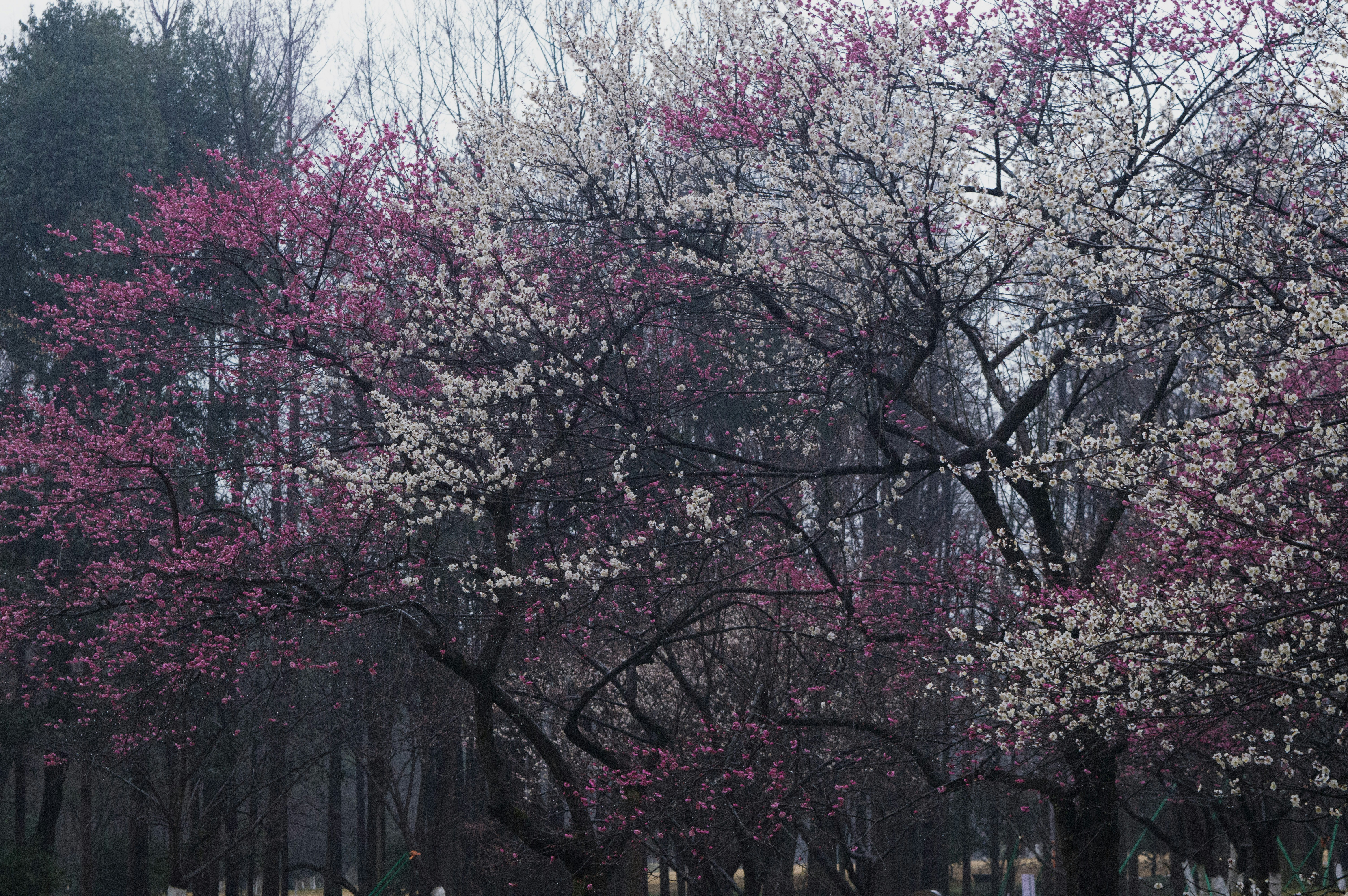 Blossoms in a Quiet Avenue: Pink and White Frames Along a Winter Walk