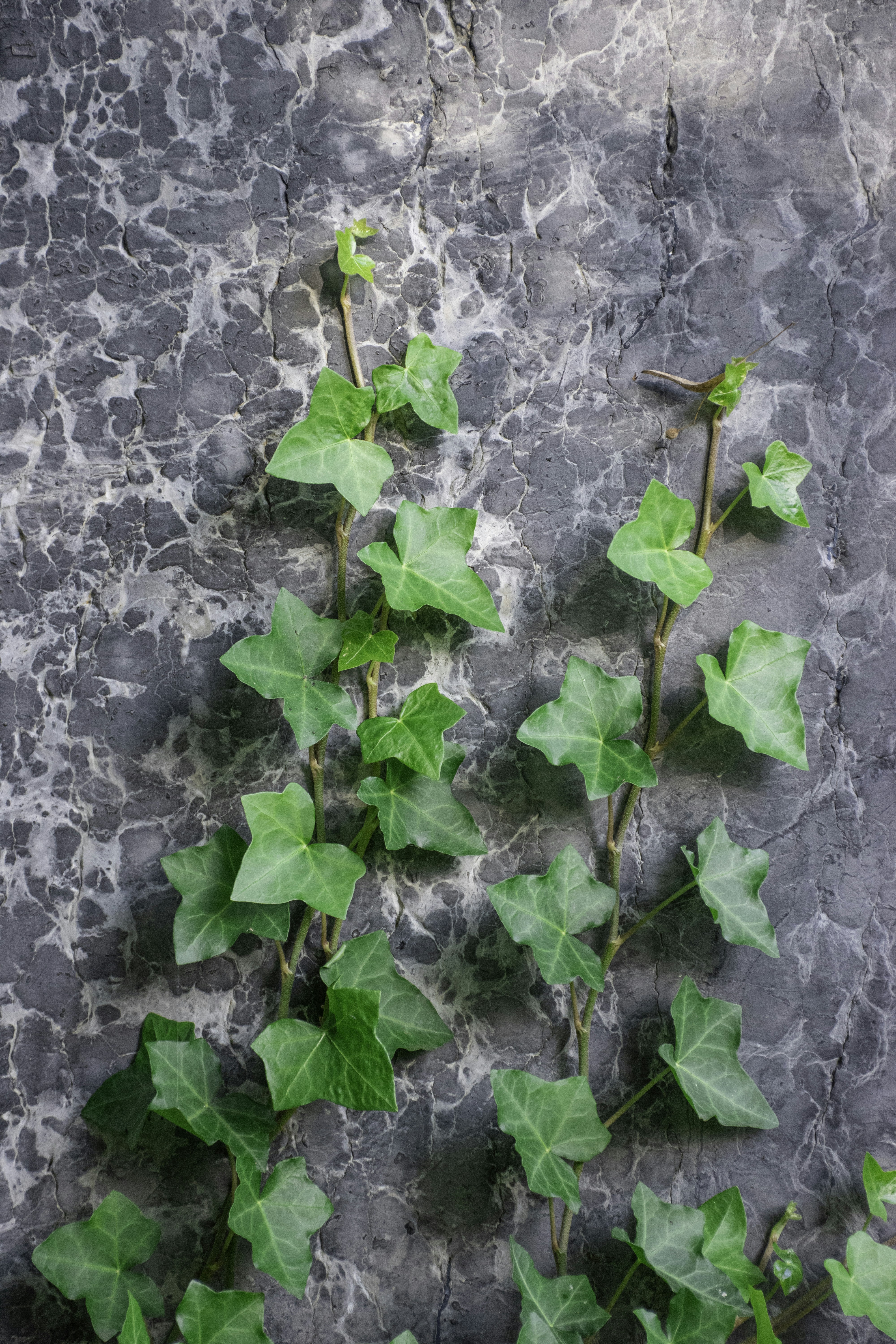 Ivy Veil on Weathered Stone