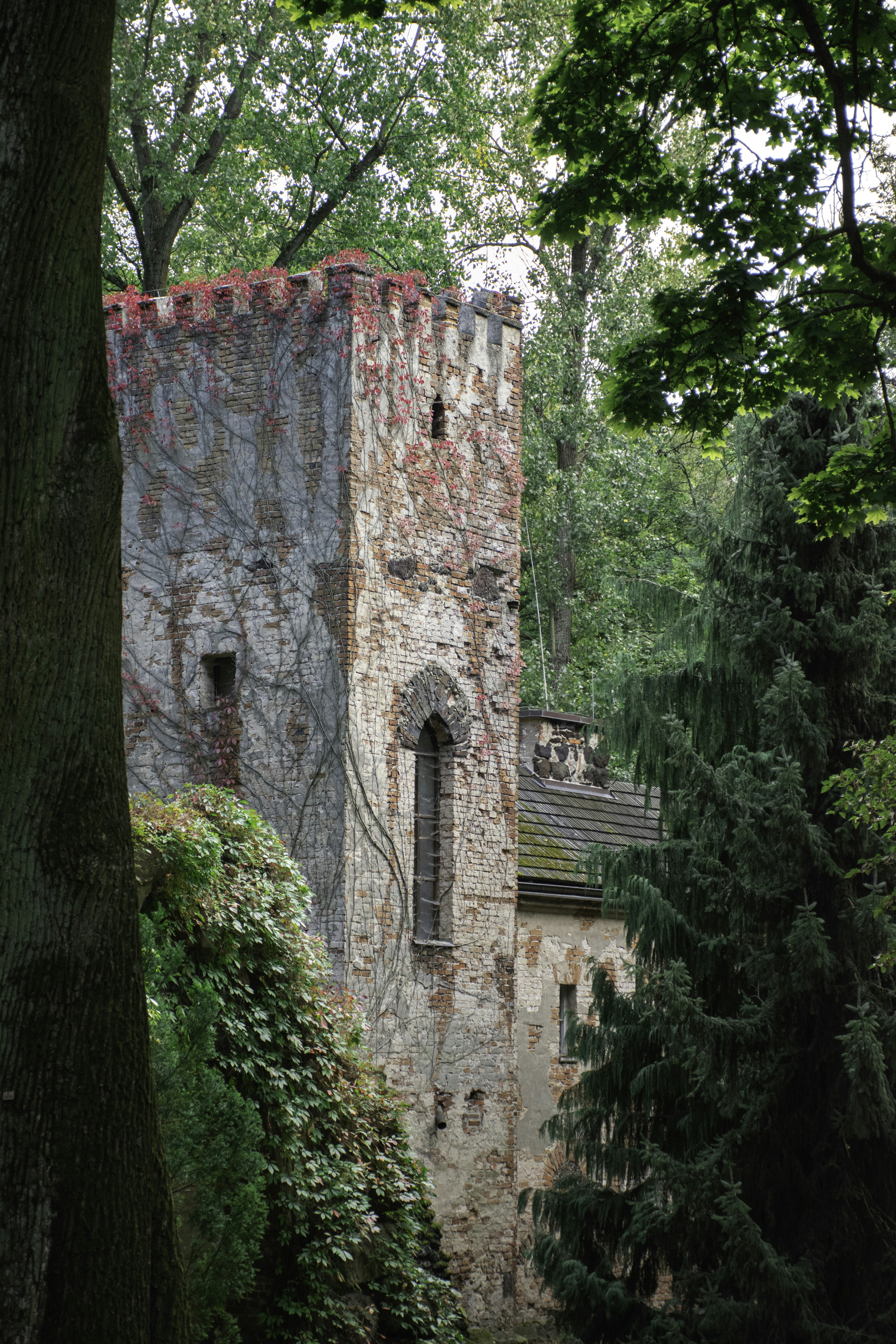 Ancient Turret Wrapped in Vines Amid Forested Stones
