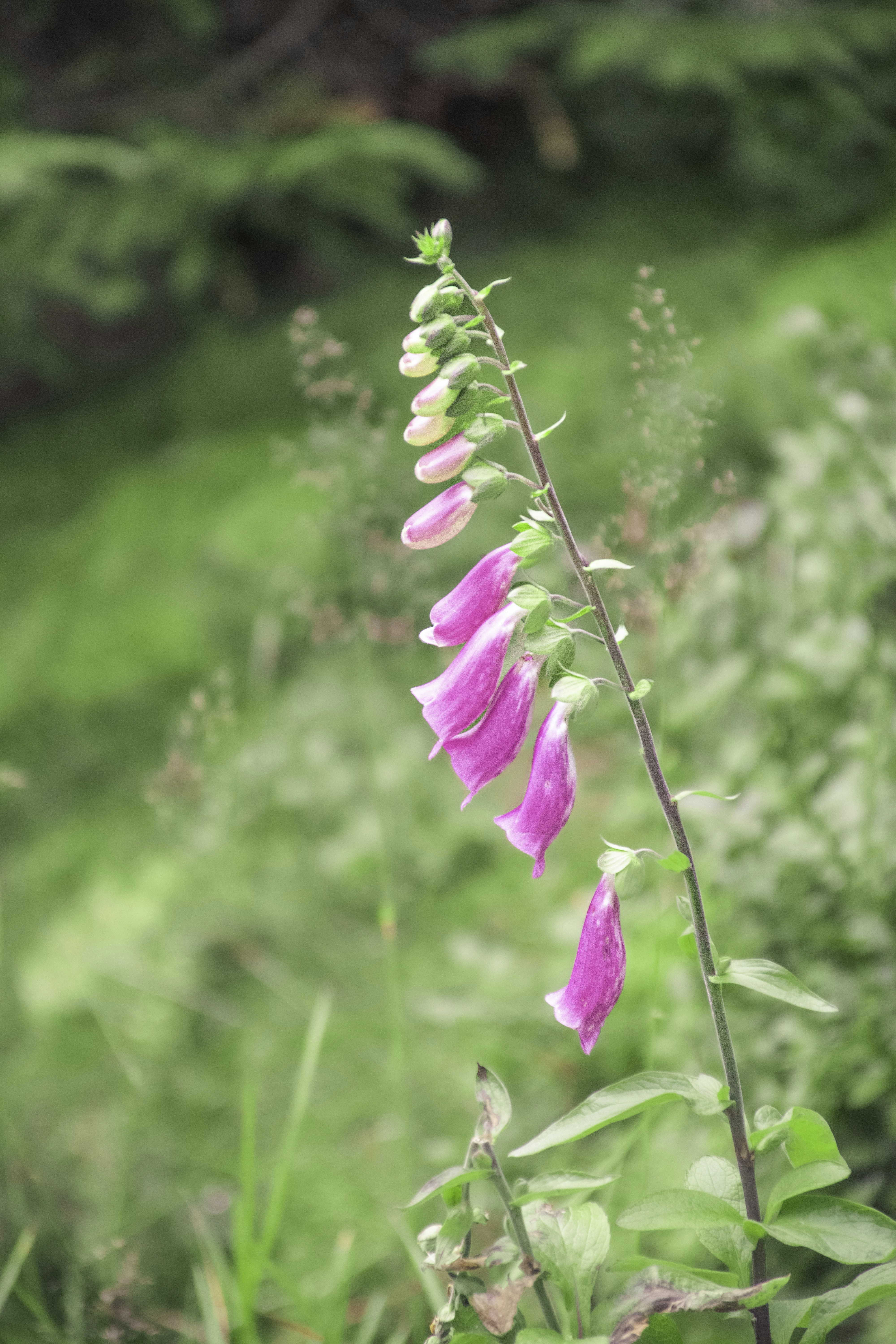 Pink Foxglove Arch Reaching Toward a Quiet Meadow