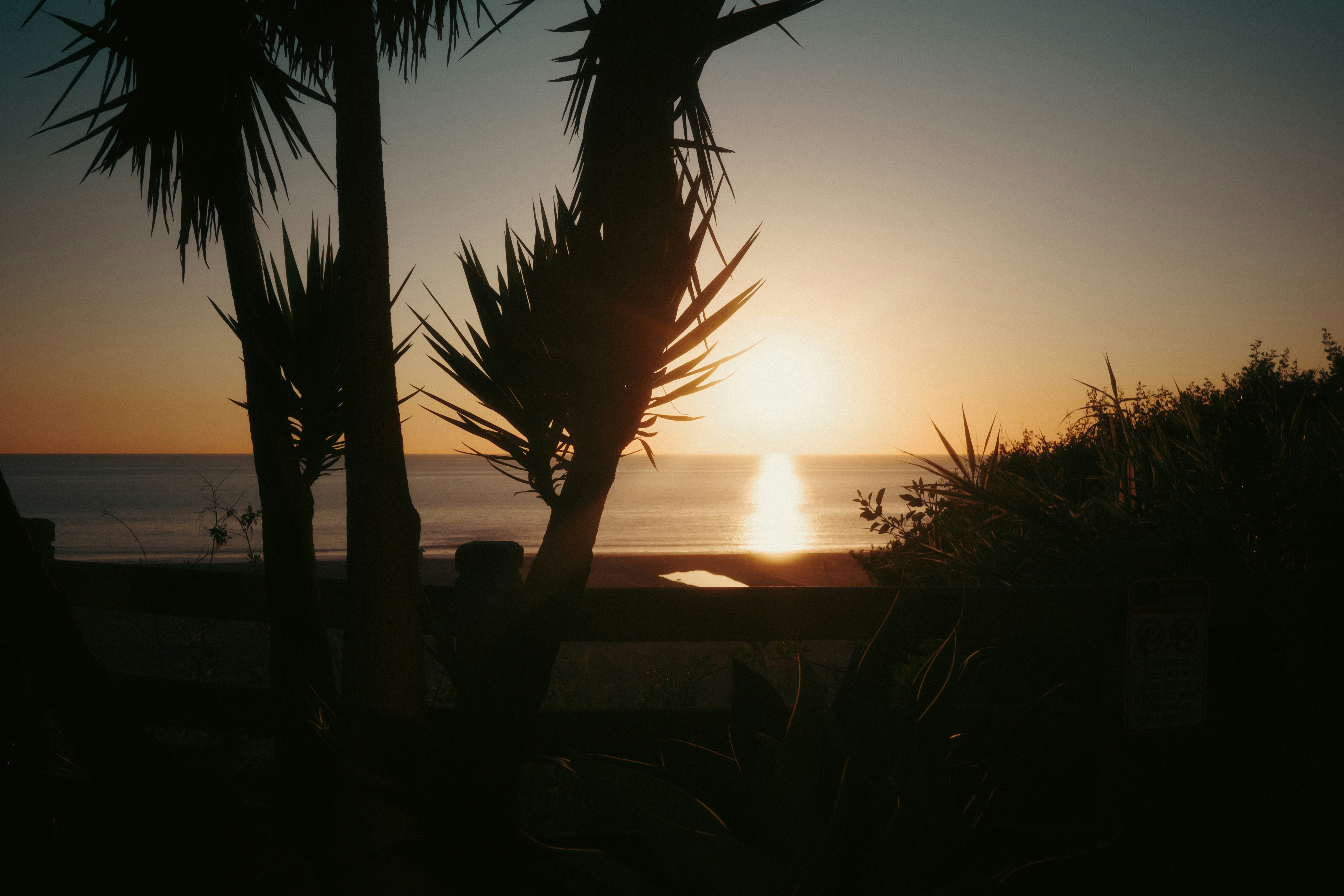 Sunlit shoreline silhouettes framed by tropical palms