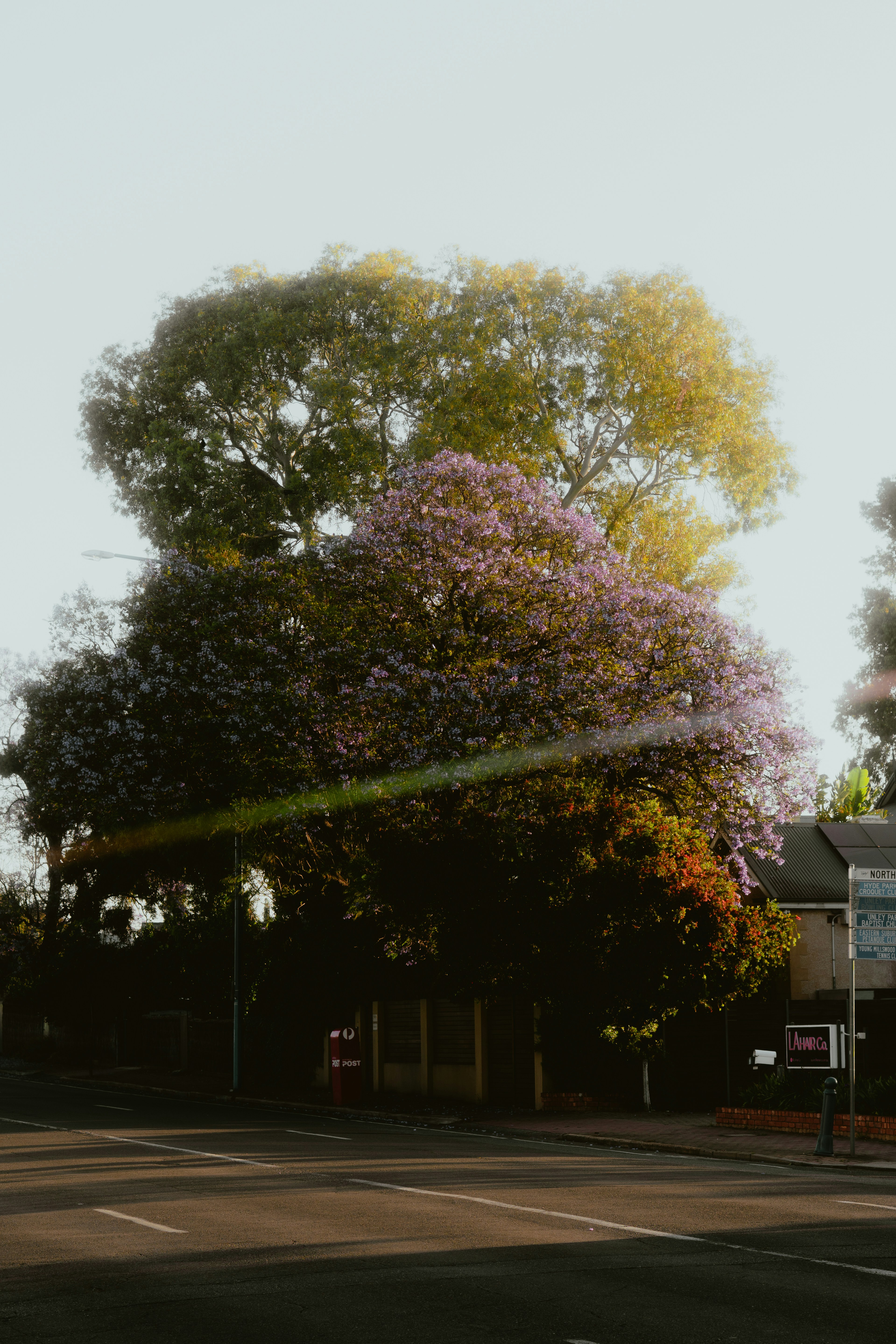 Bougainvillea Boughs Over a Quiet Street