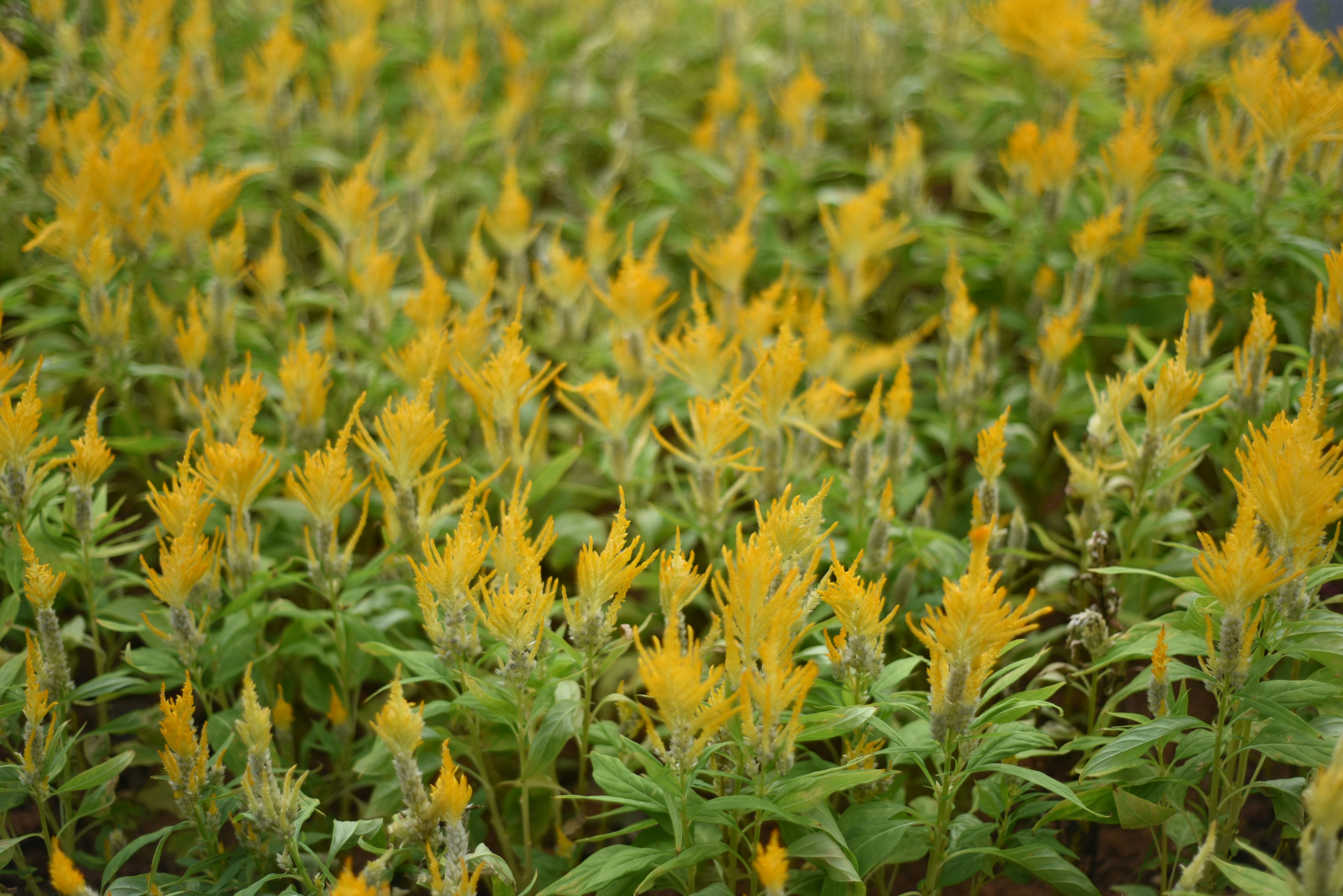 Golden spike field: sunlit blooms in a sea of yellow