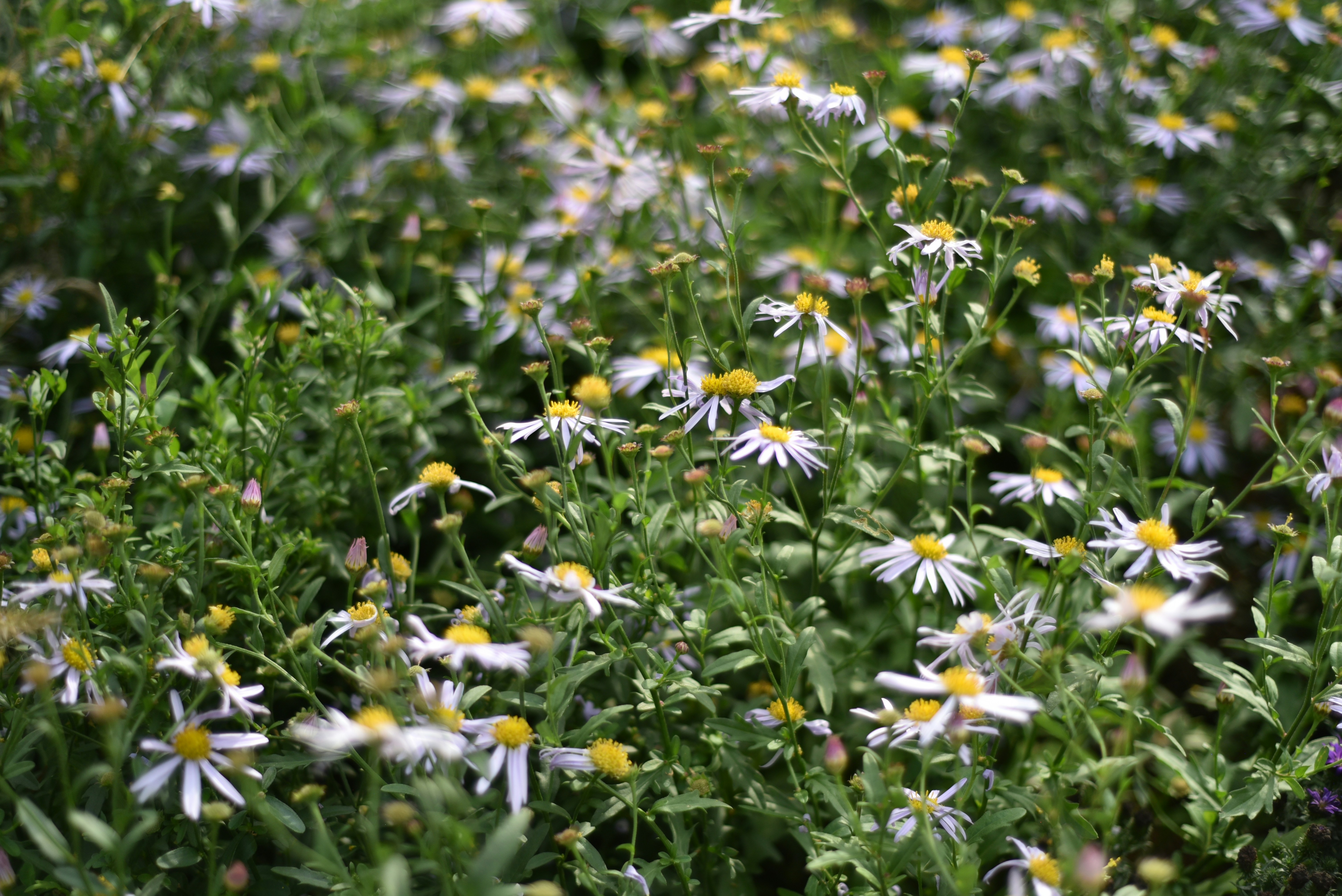 Daisy Field in Morning Light