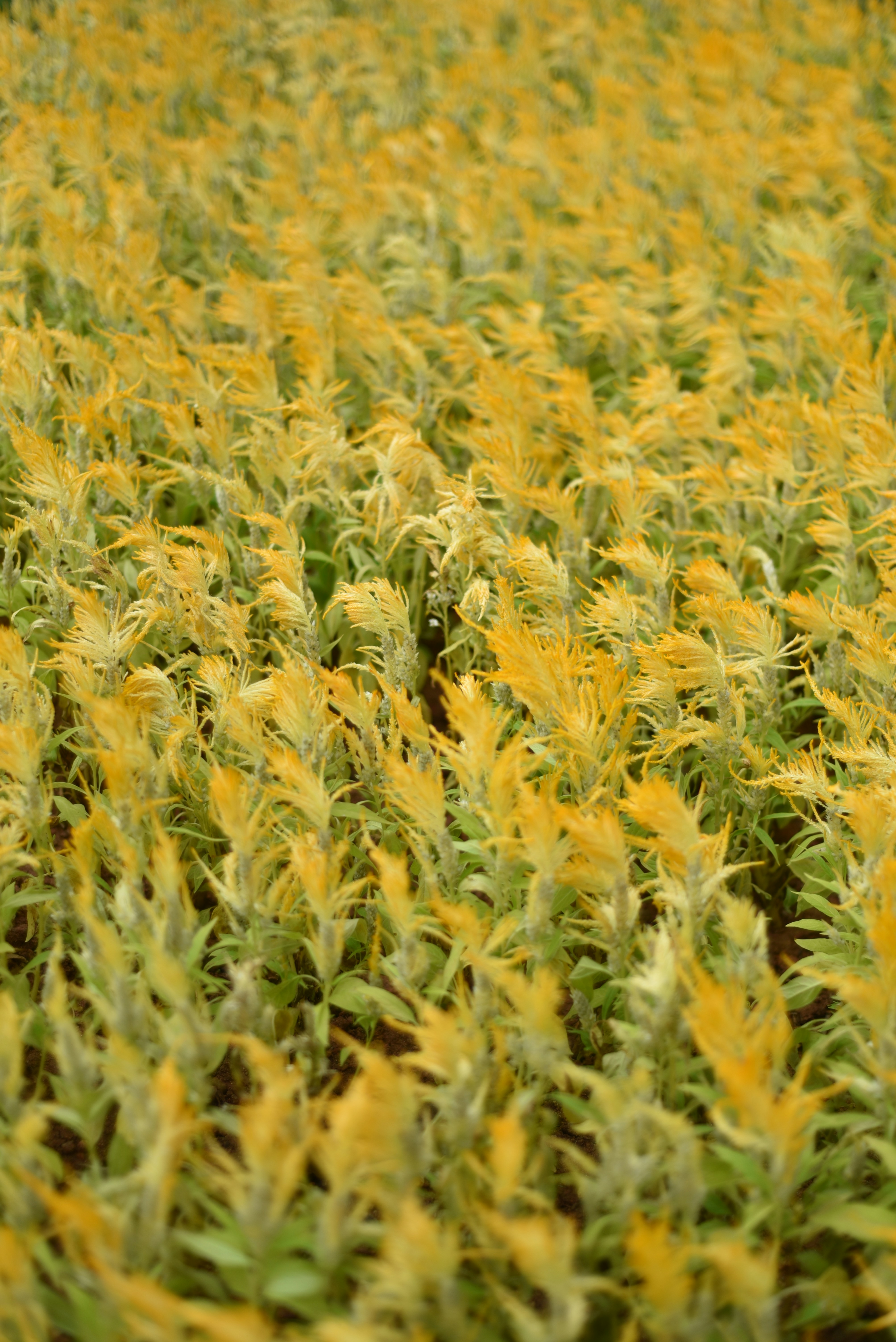 Golden Field in Soft Focus: A Sea of Yellow-Tipped Plants