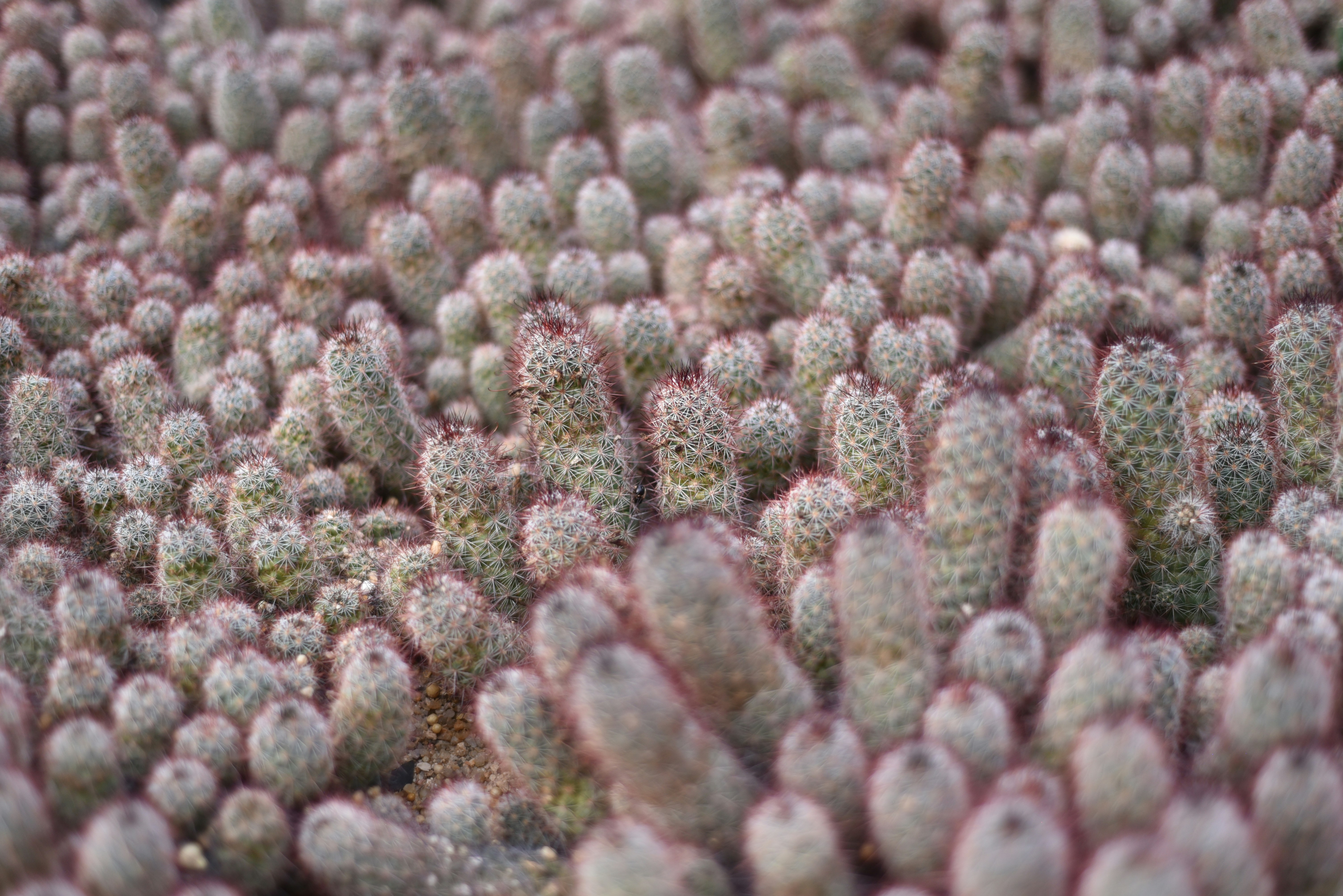 Frosted Suckers: A Close-Up Field of Frost-Kissed Succulents
