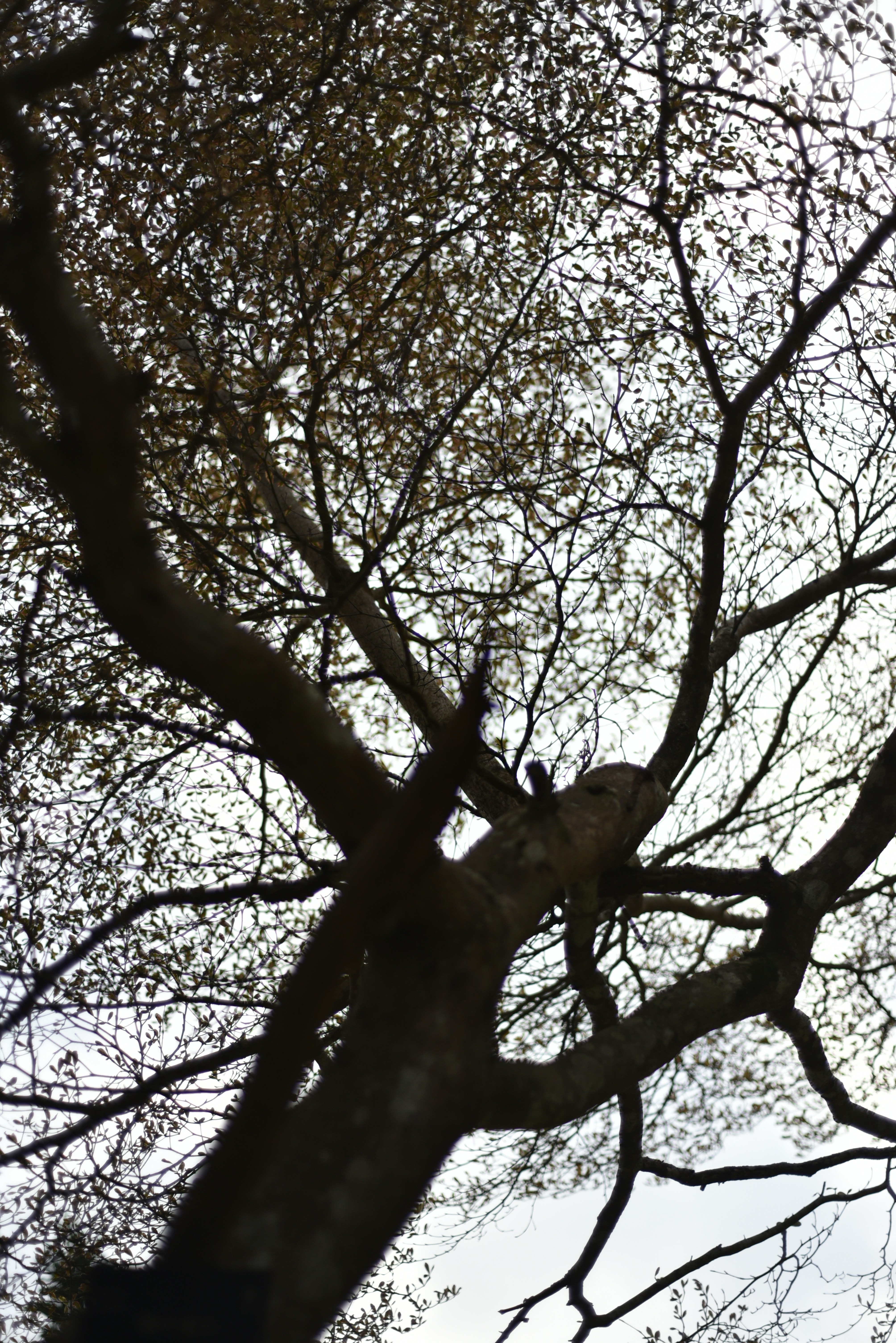 Low‑angle silhouette of a sprawling tree reaching toward the sky