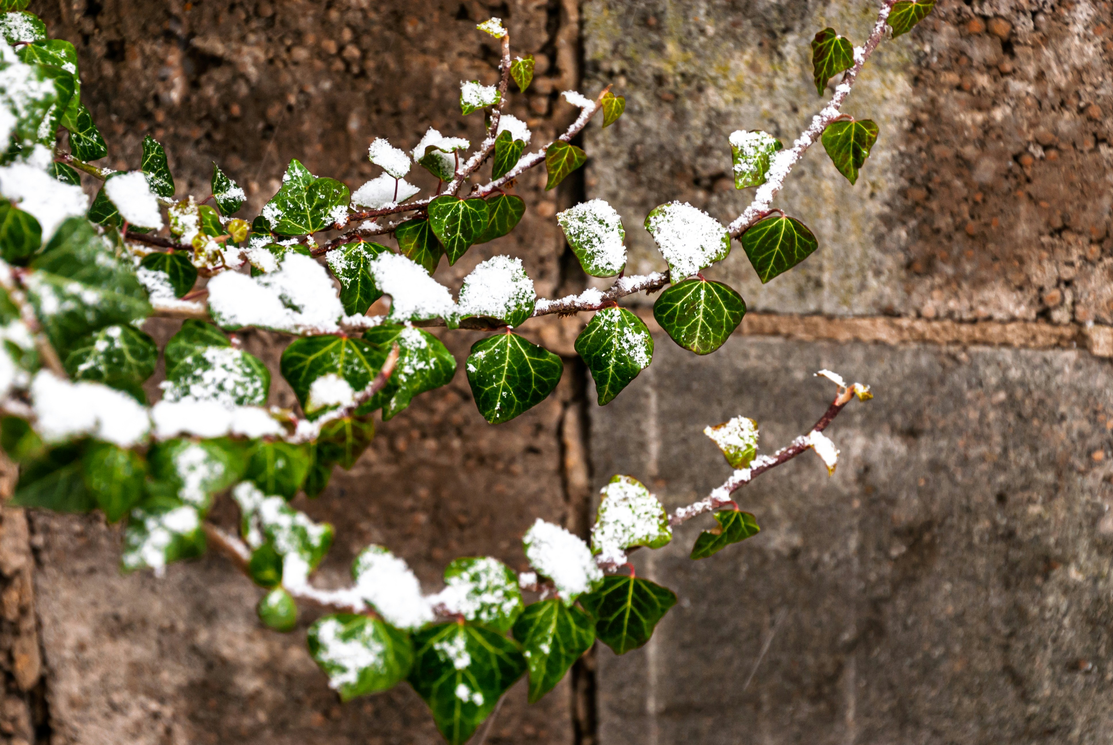 Snow-kissed Ivy Stems Gracing a Weathered Wall
