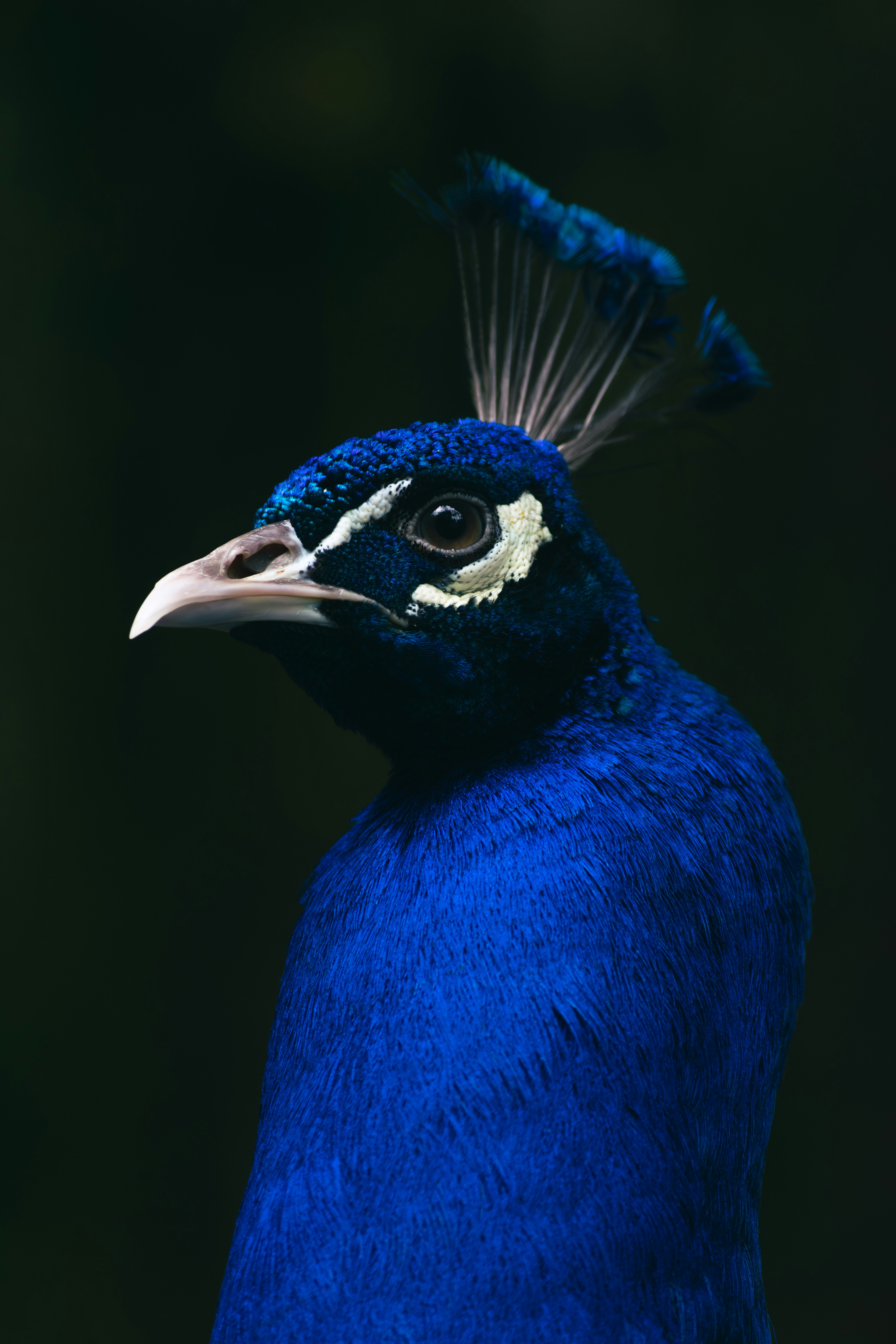 Azure Crest: Close-Up of a Peacock's Eye and Crest Against Velvet Dark