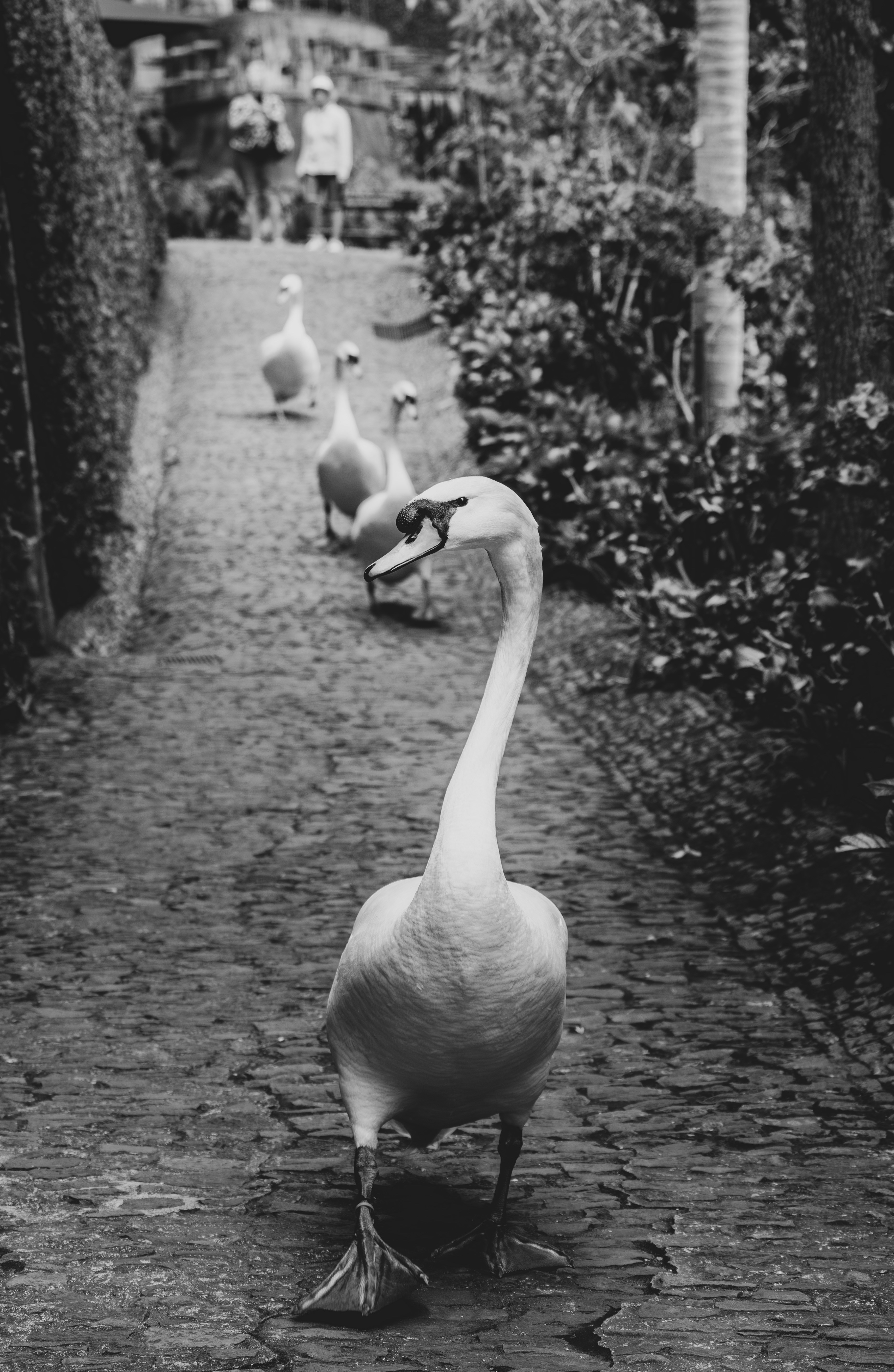 Leading Swan on a Cobblestone Path