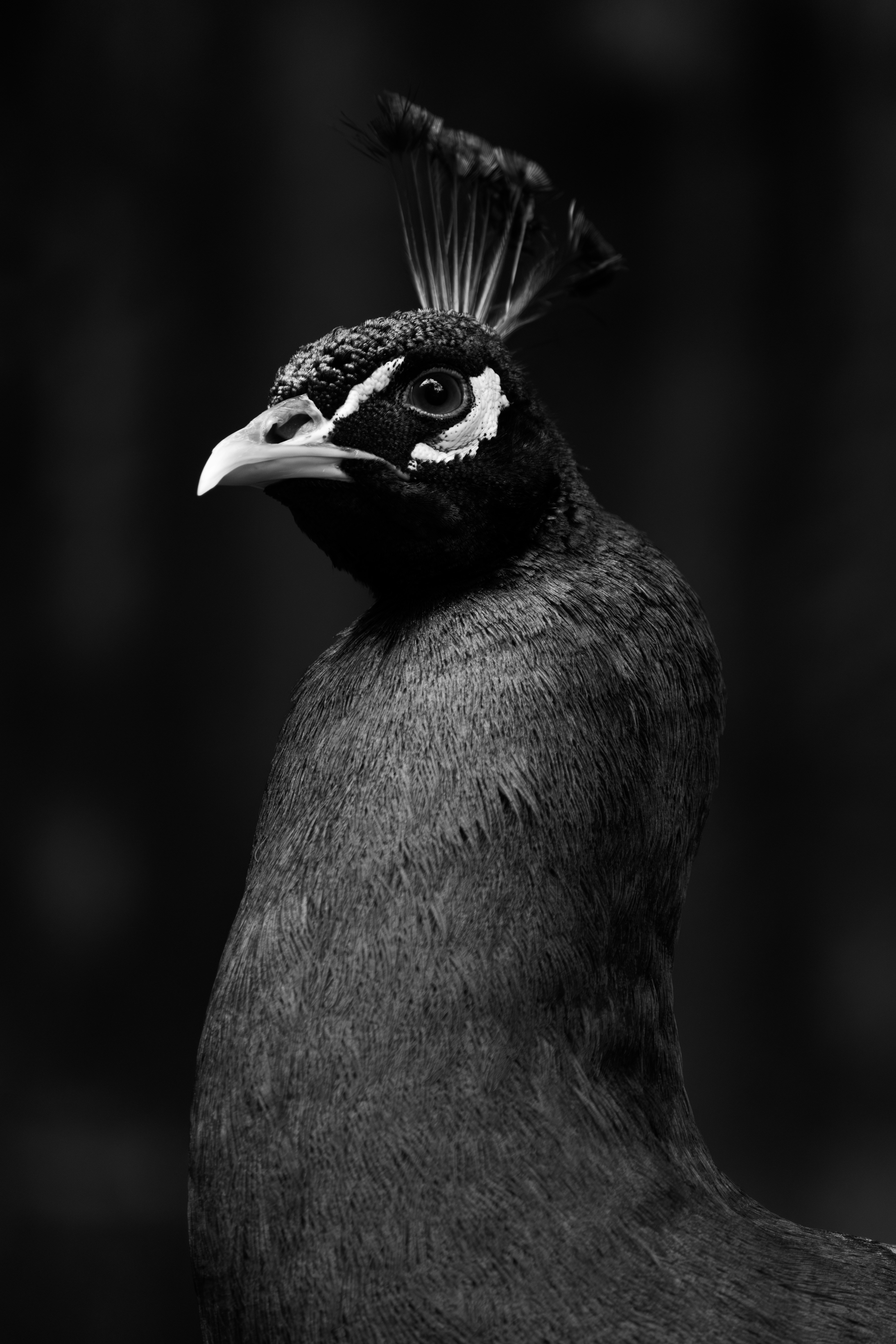 Noir Crest: A Striking Peacock Portrait in Shadowed Light