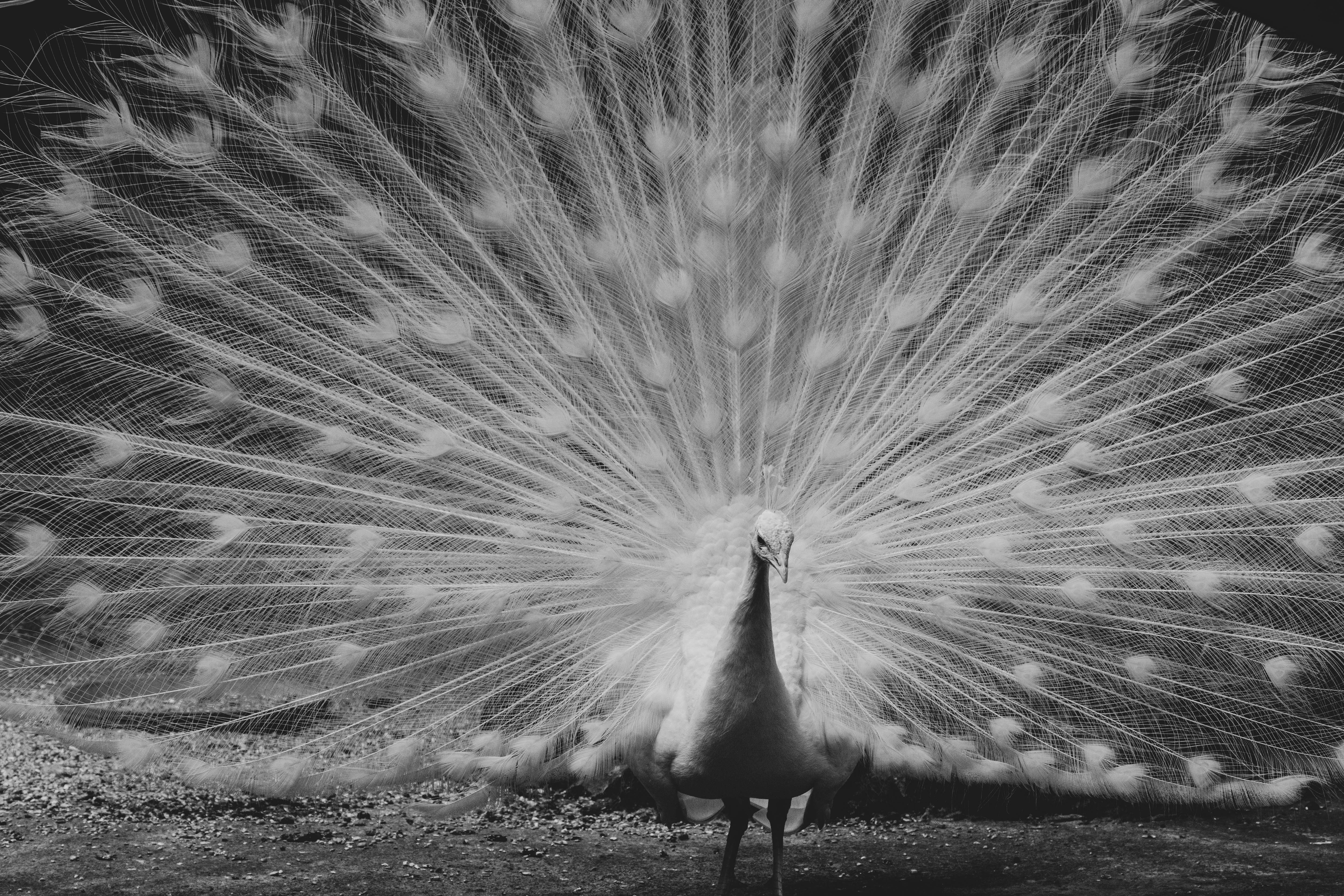 Peacock Beneath a Crown of Spikes: a Focused Moment