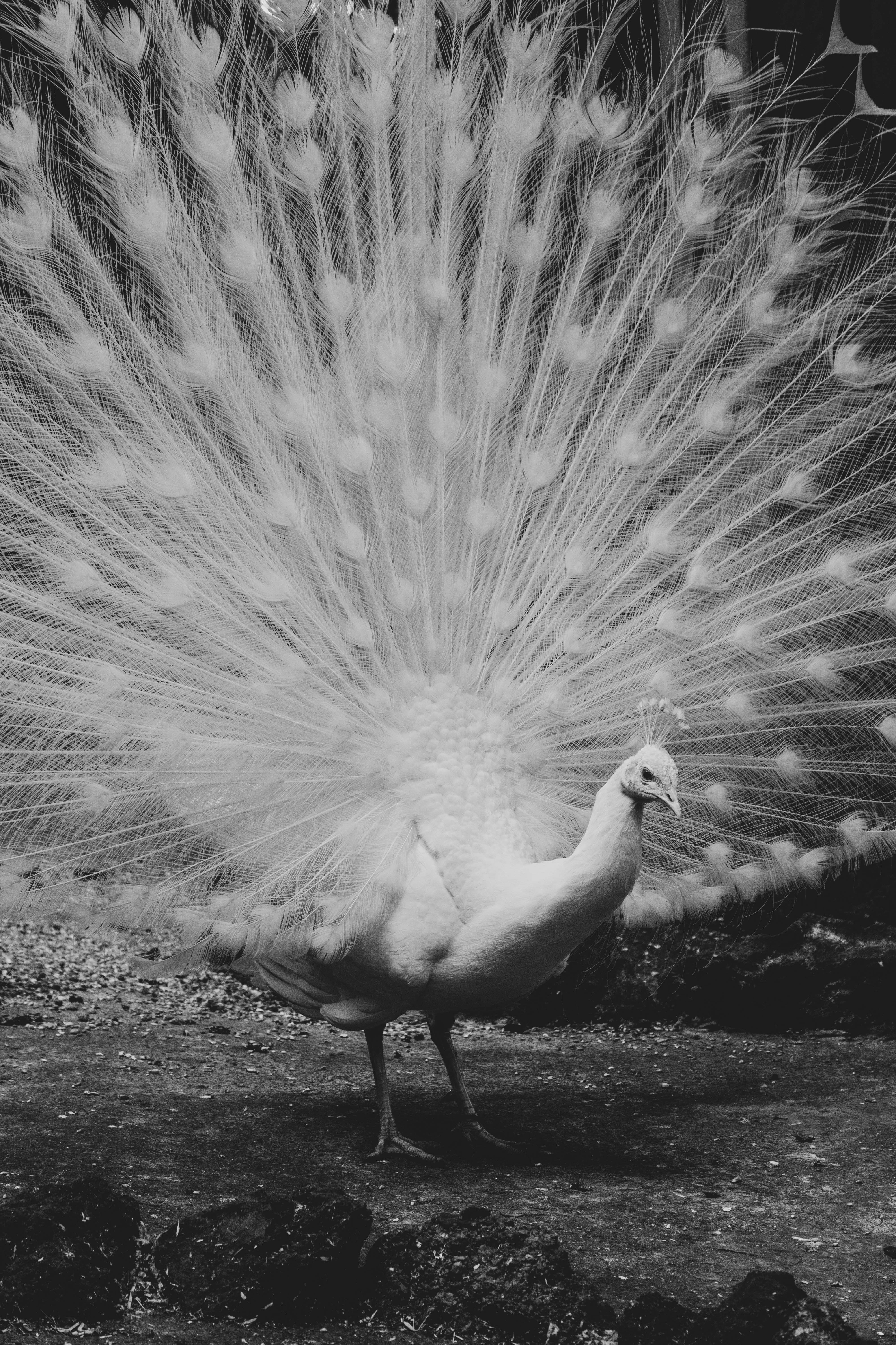 Peacock in Full Display: A Silent Burst of Feathered Light
