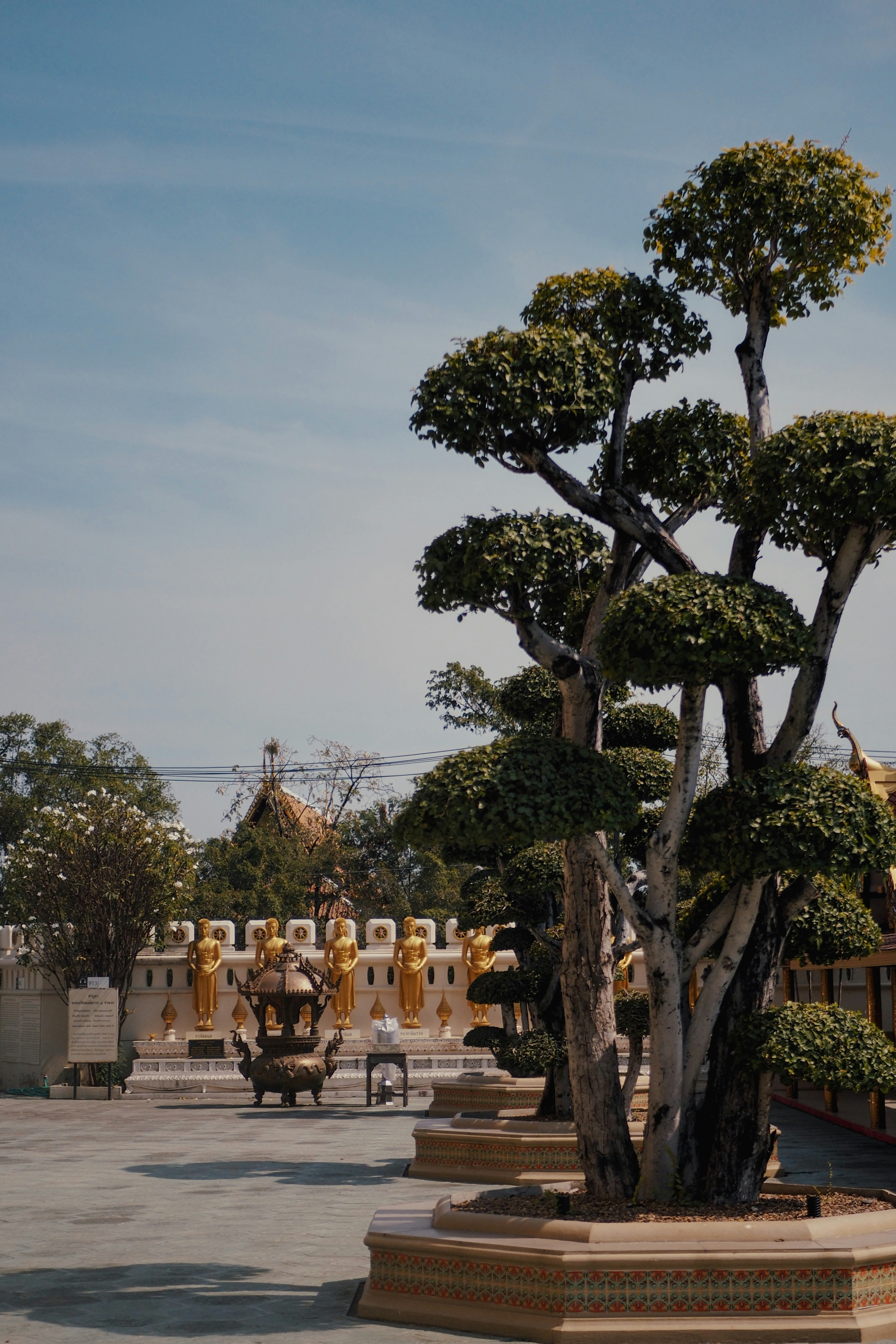 Pruned Sentinels: Sculpted Trees Over a Quiet Temple Courtyard