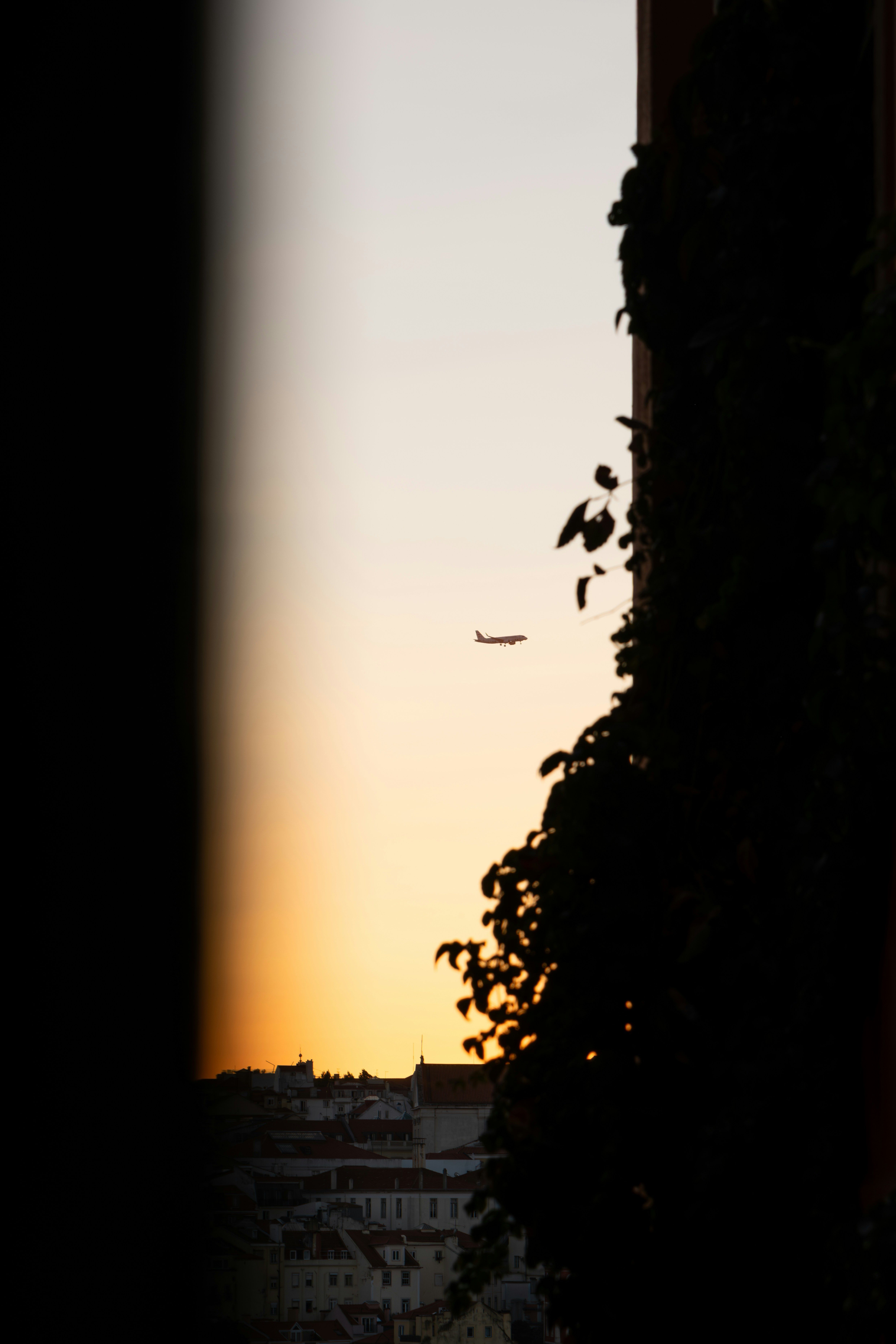 Sunlit Gap: An Airplane Silhouette Between Evening Vines