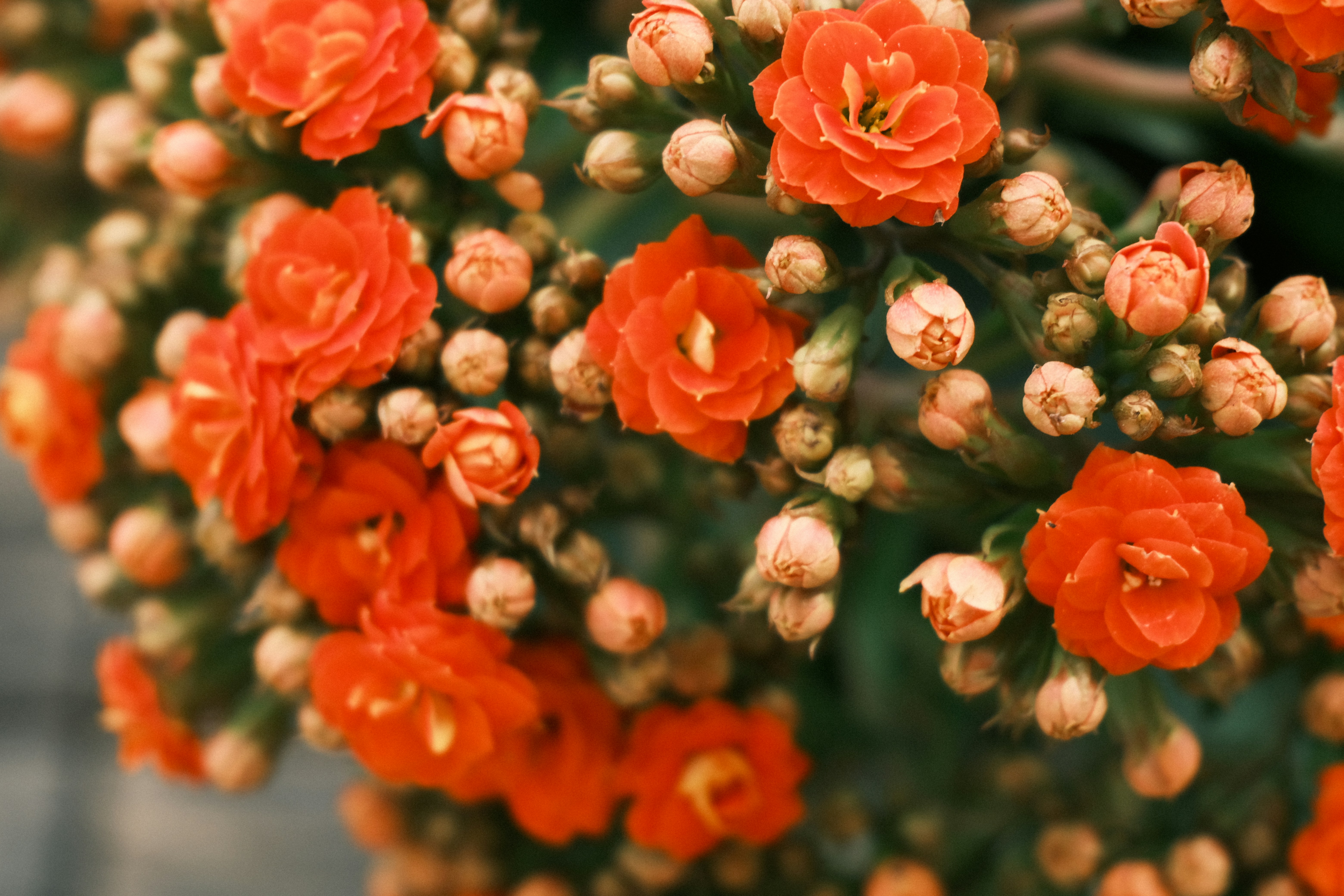 Blooming Fireworks: Orange Roses in Soft Focus