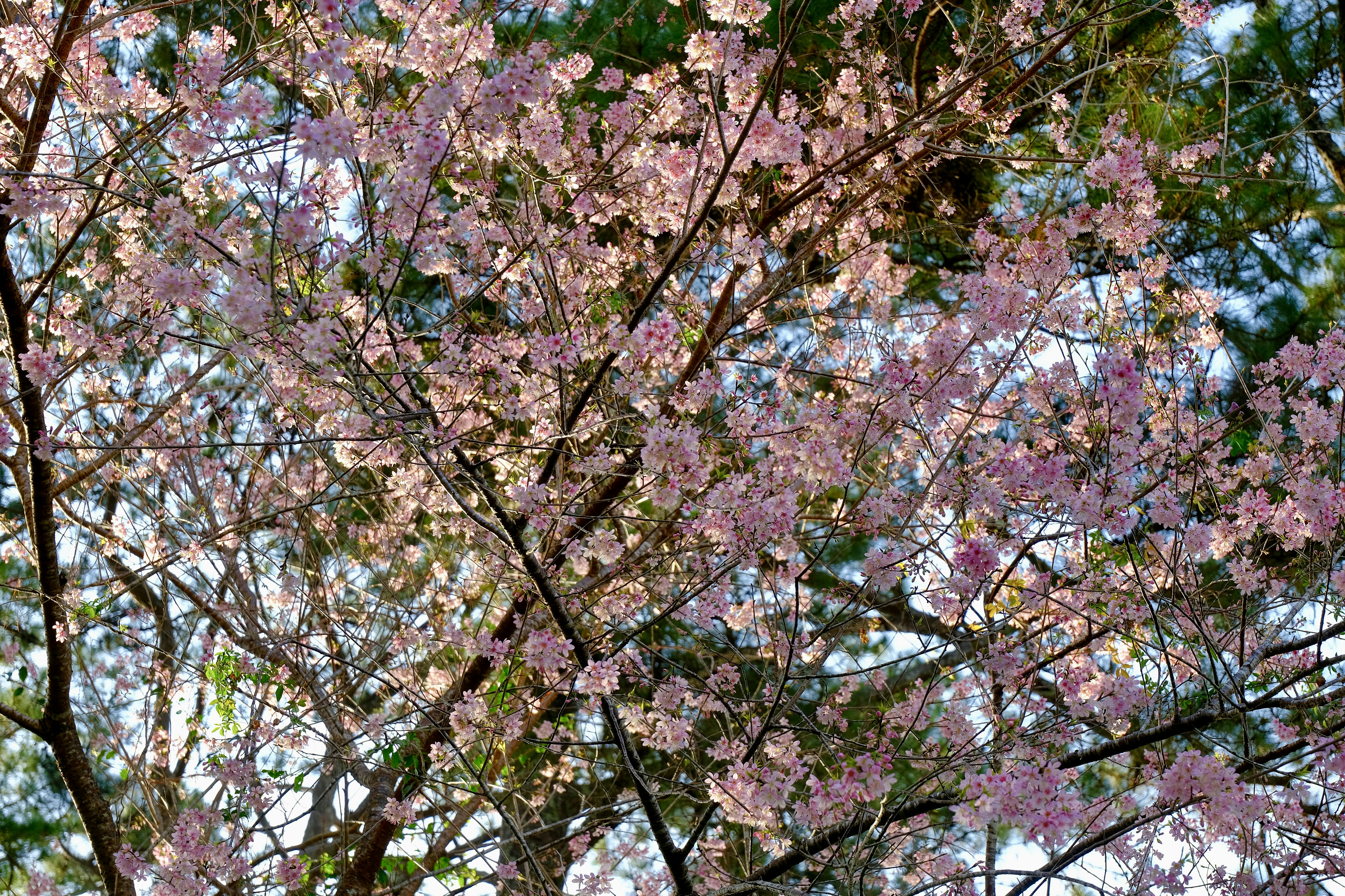 Cherry Blossom Canopy: Spring Branches in Soft Pink Light