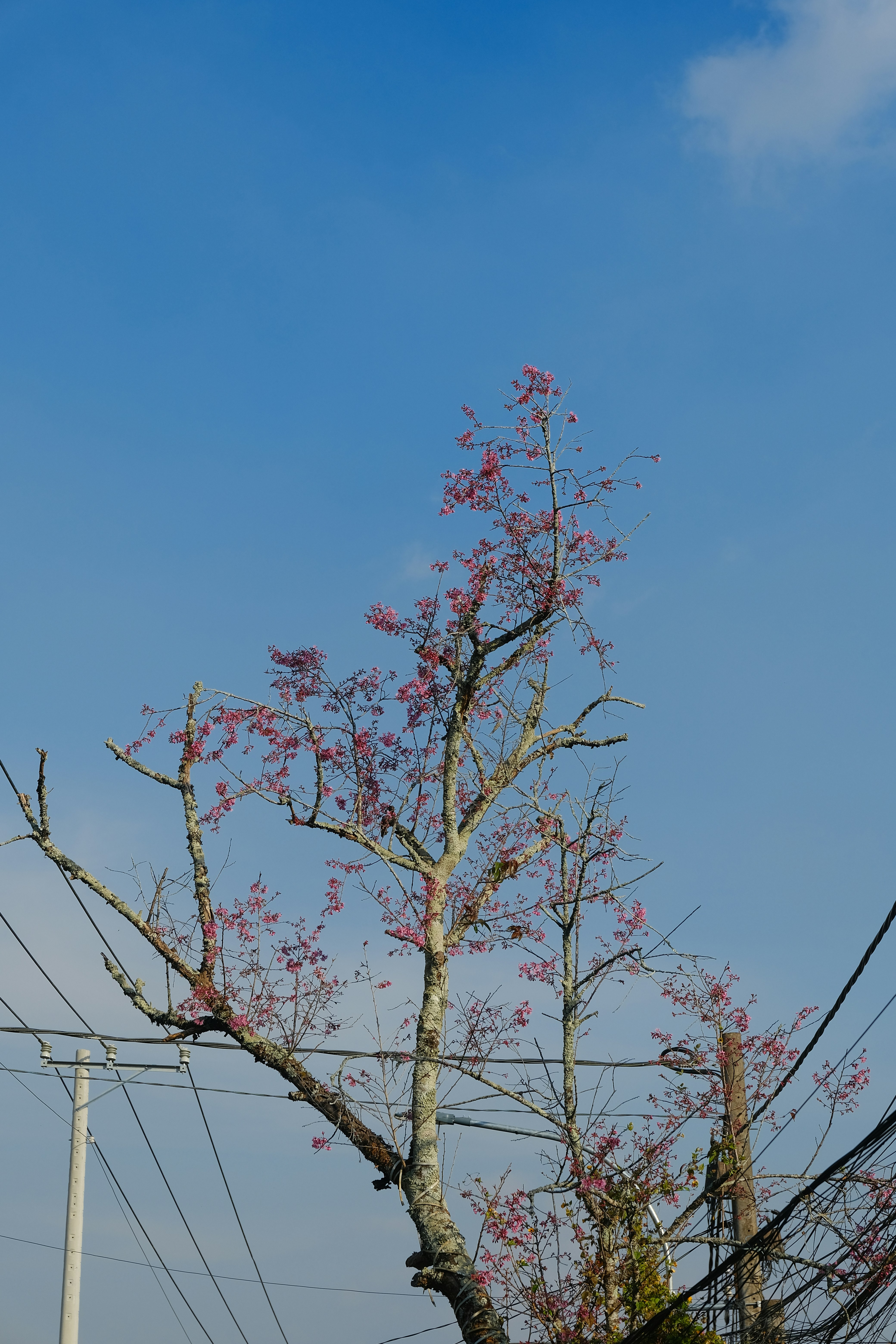 Blossoming Branches Against a Clear Sky