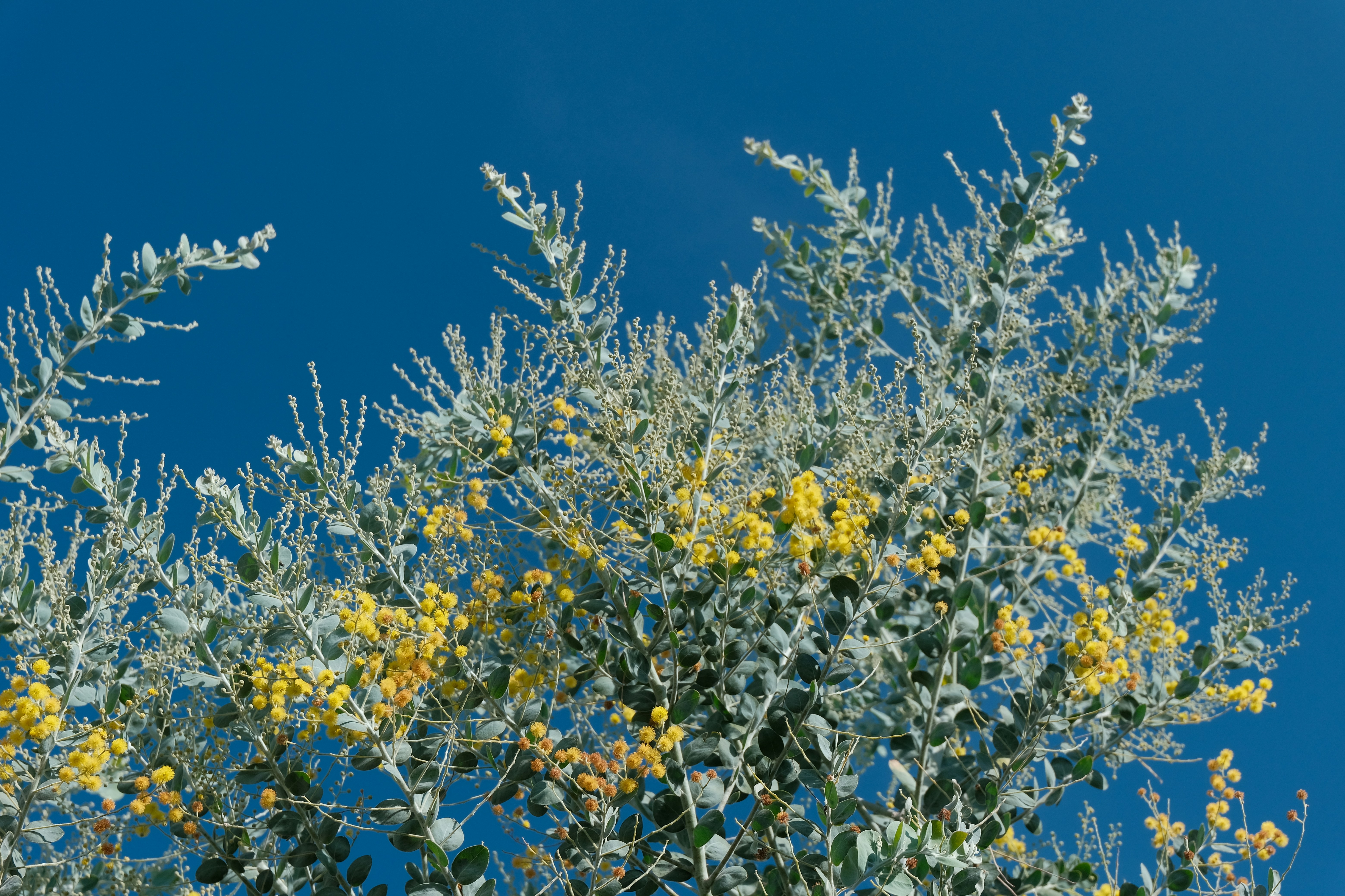 Yellow blossoms against a cerulean sky on sunlit shrub stems