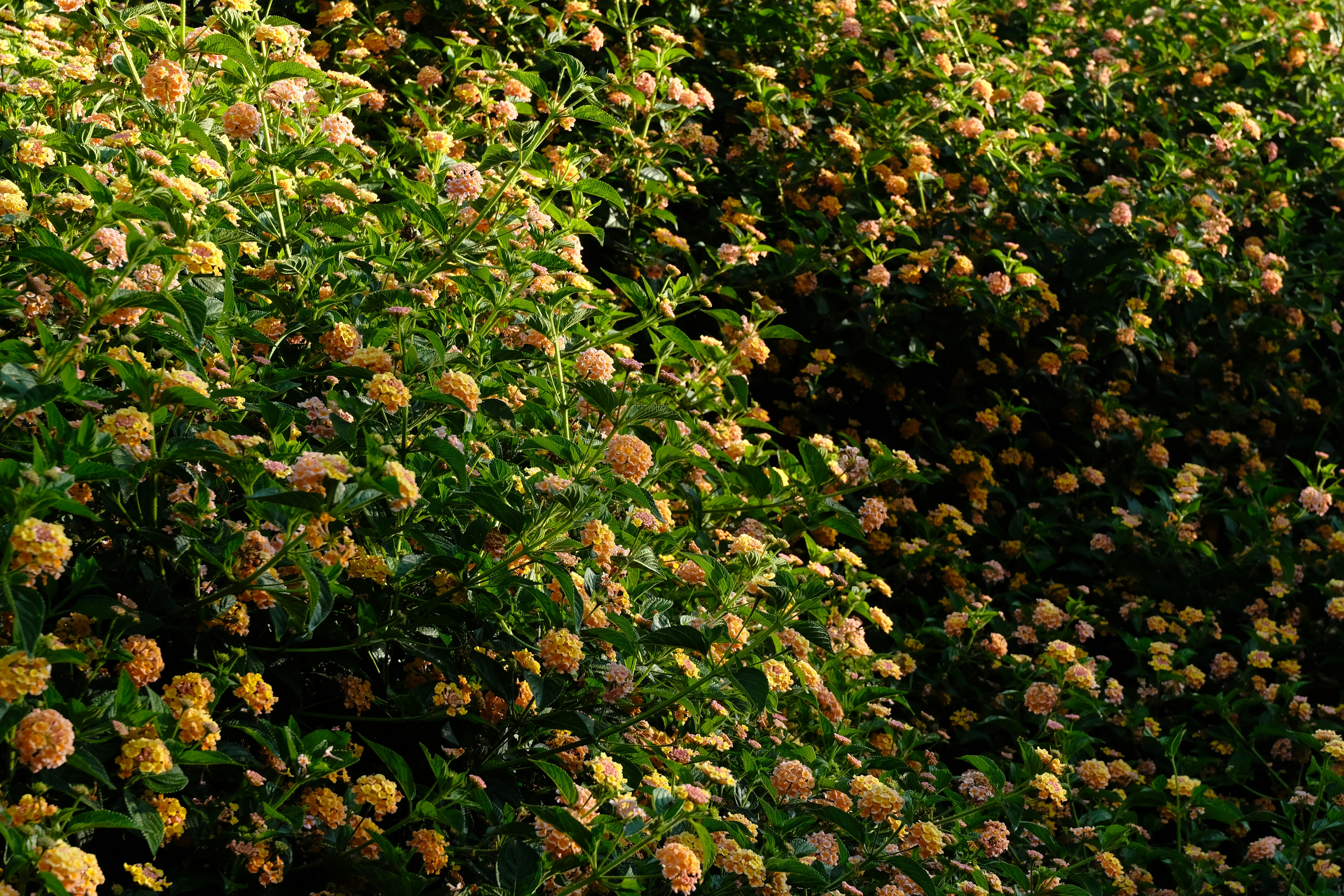 Sunlit clusters: golden blooms weaving through emerald foliage