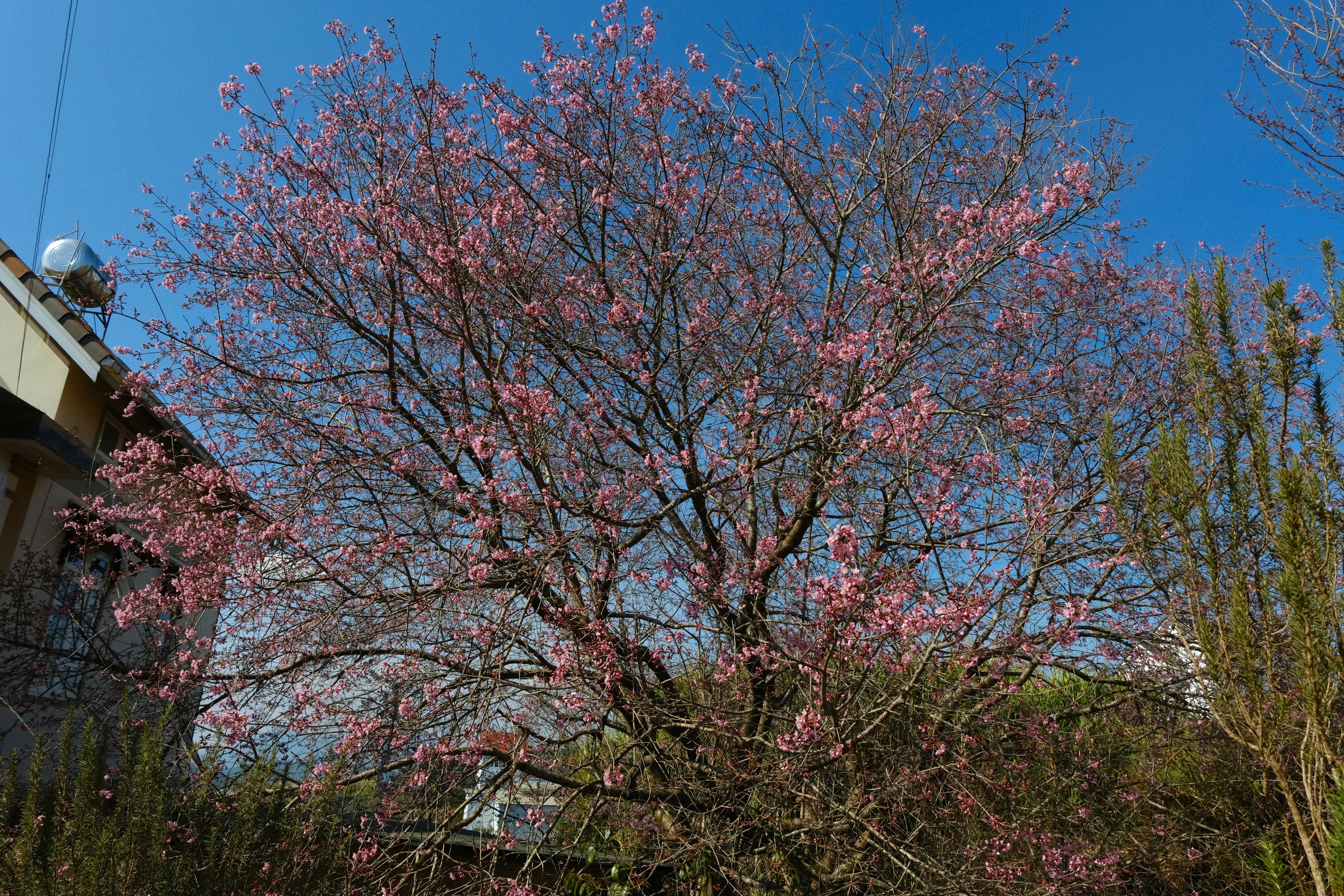 Blossoming Canopy Under a Clear Blue Sky