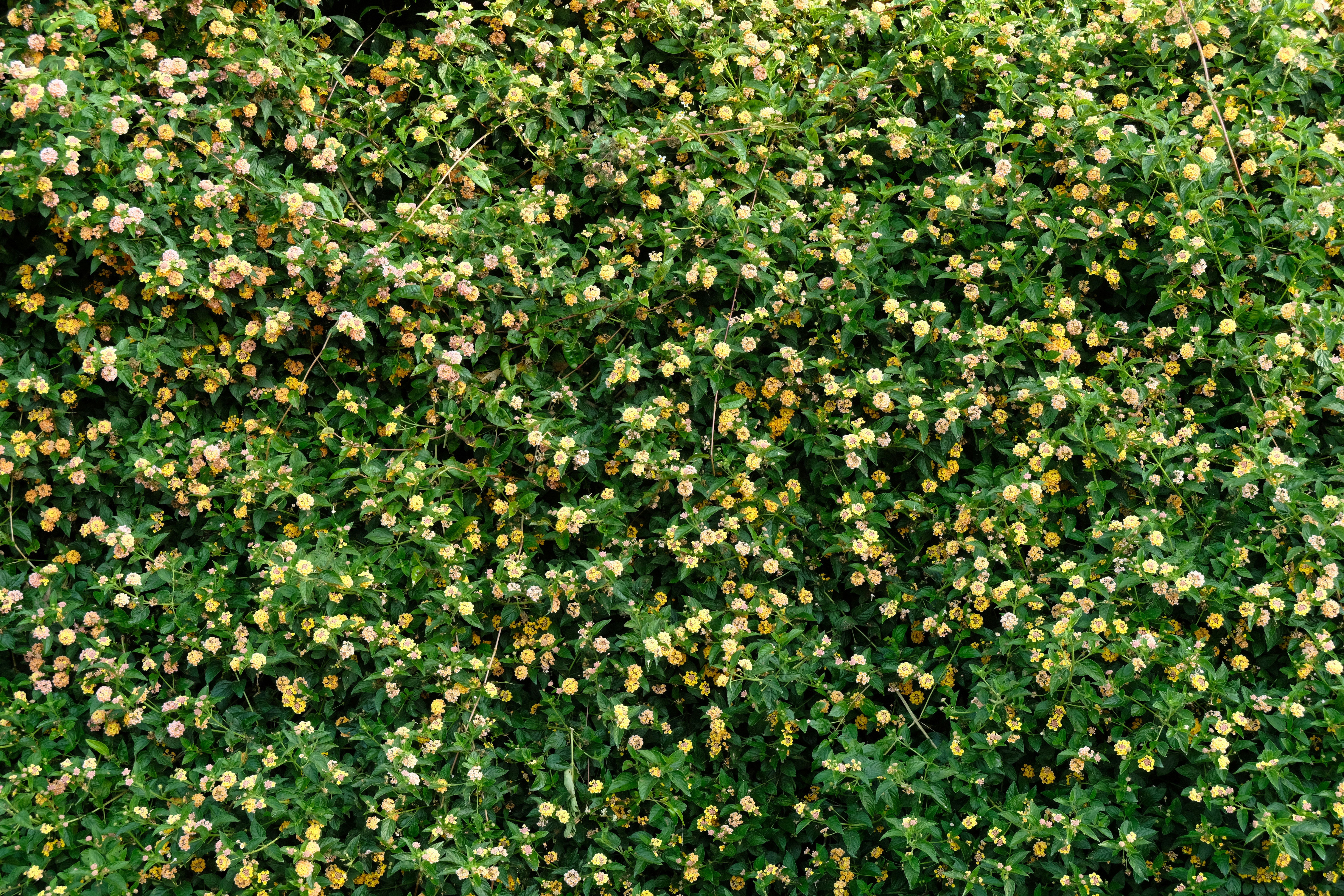 Sunlit Whispers of a Blooming Hedge