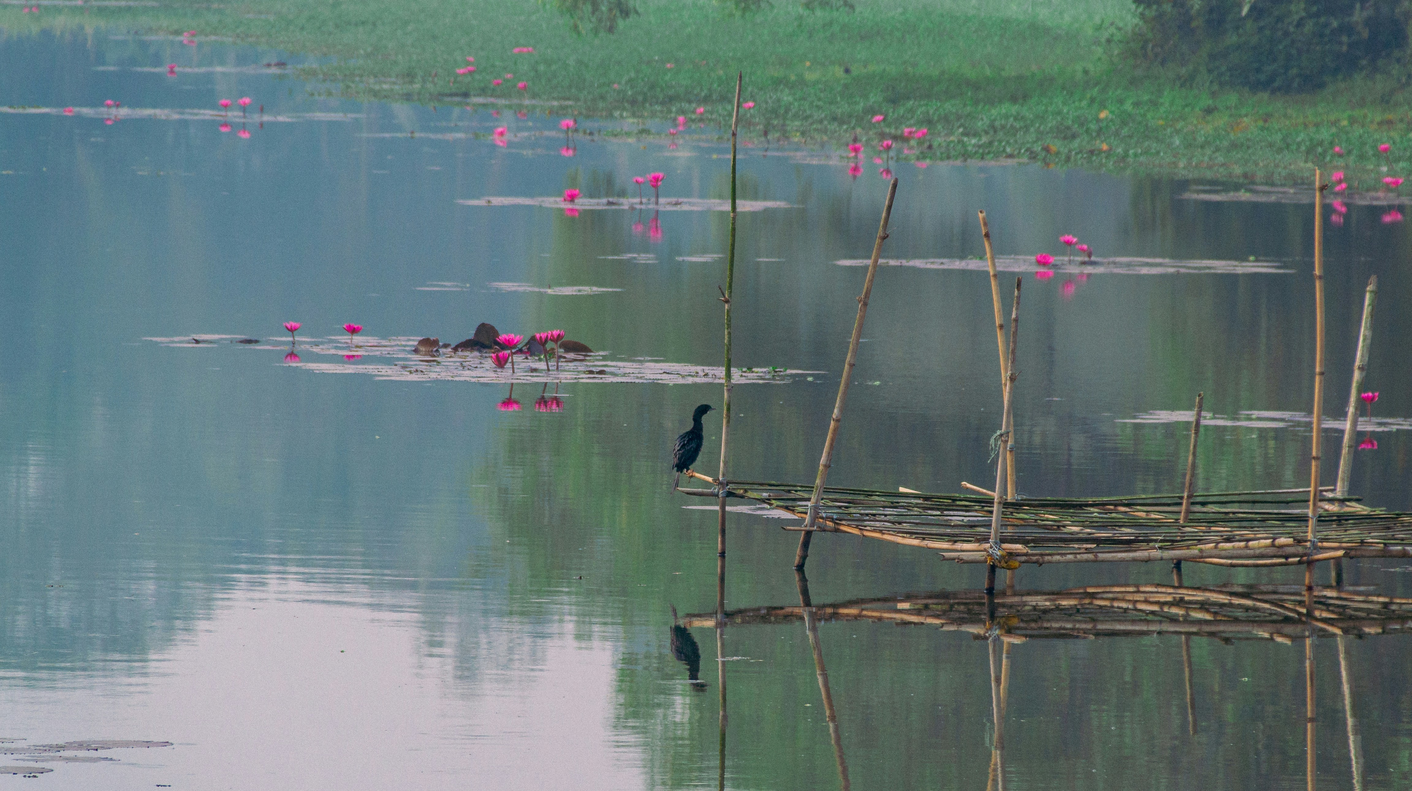 Heron and Lattice of Reeds on a Tranquil Pond