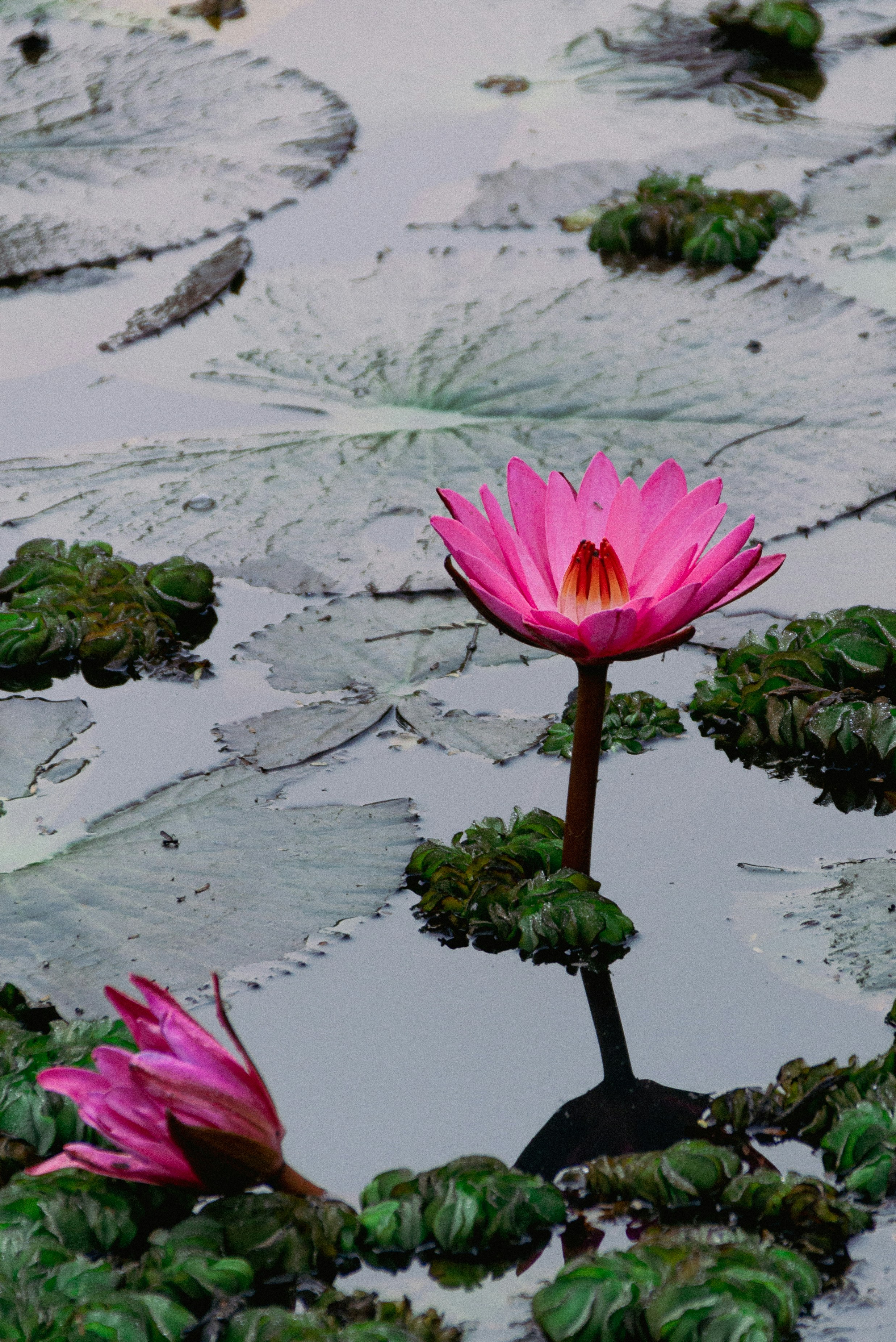 Pink Water Lily in Quiet Pond: Center Stage on a Sturdy Stem