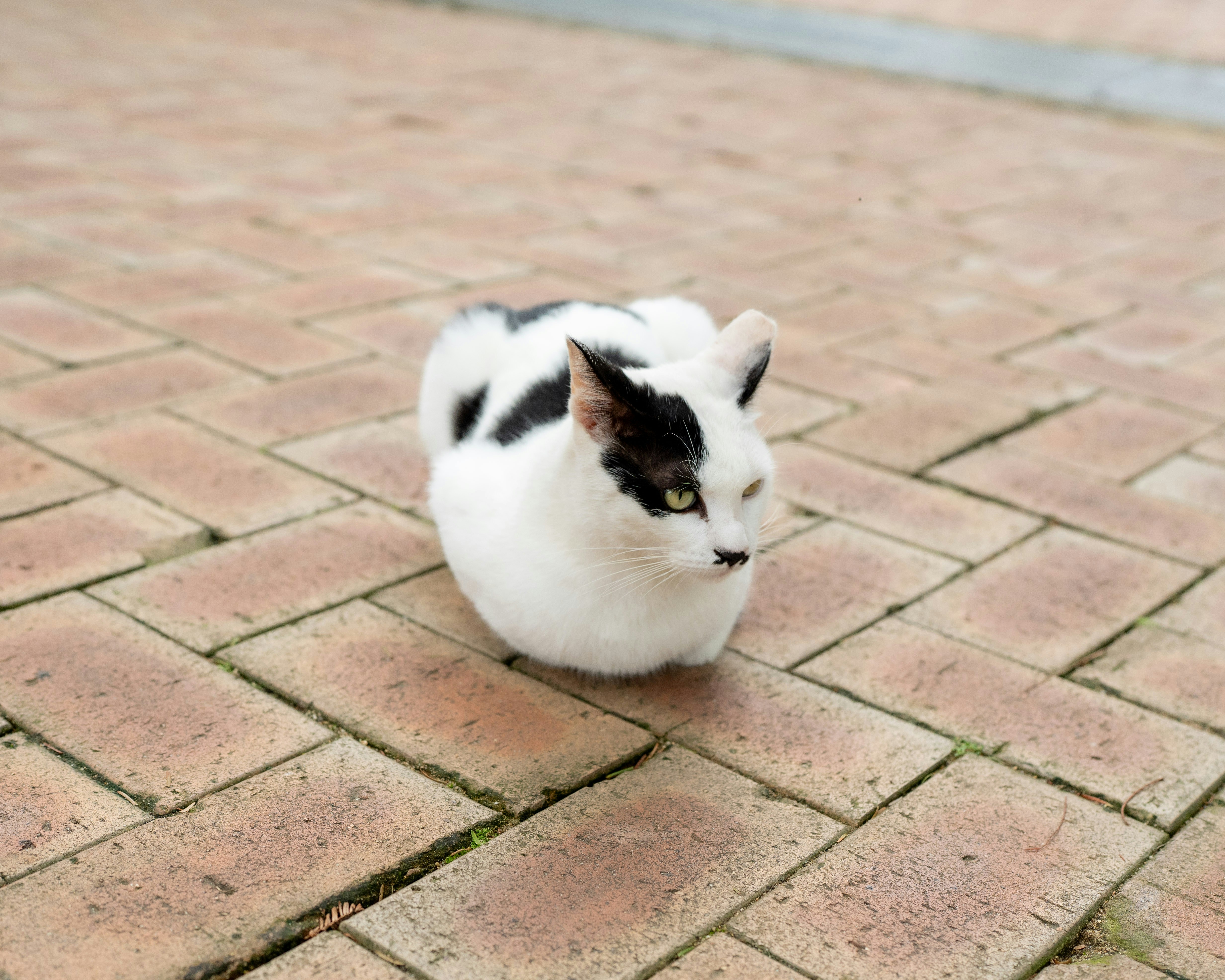 Lepidoped Paws: A Calm Cat on Brick Tiled Ground