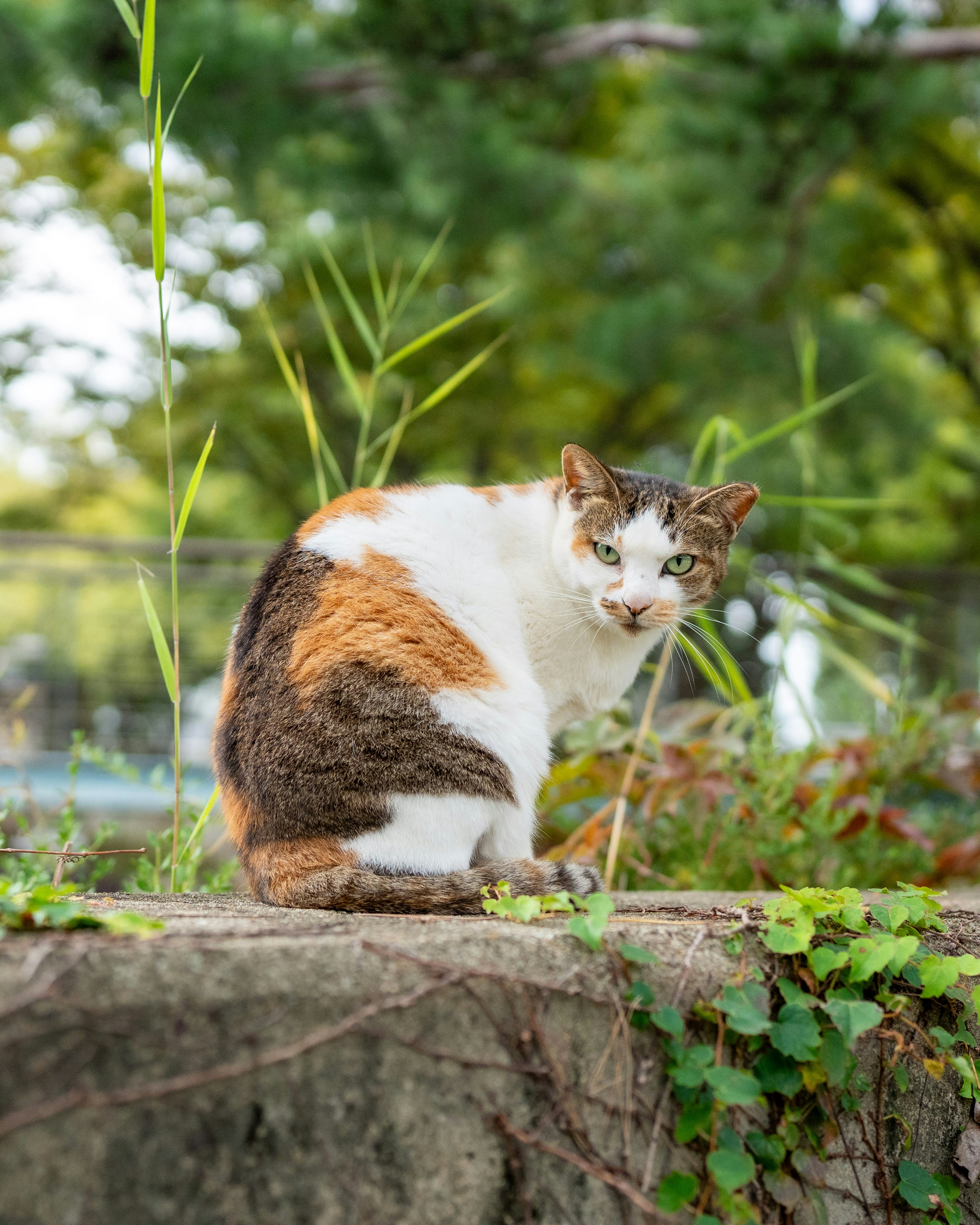 Calico Portrait: A Curious Cat Beneath Gentle Foliage