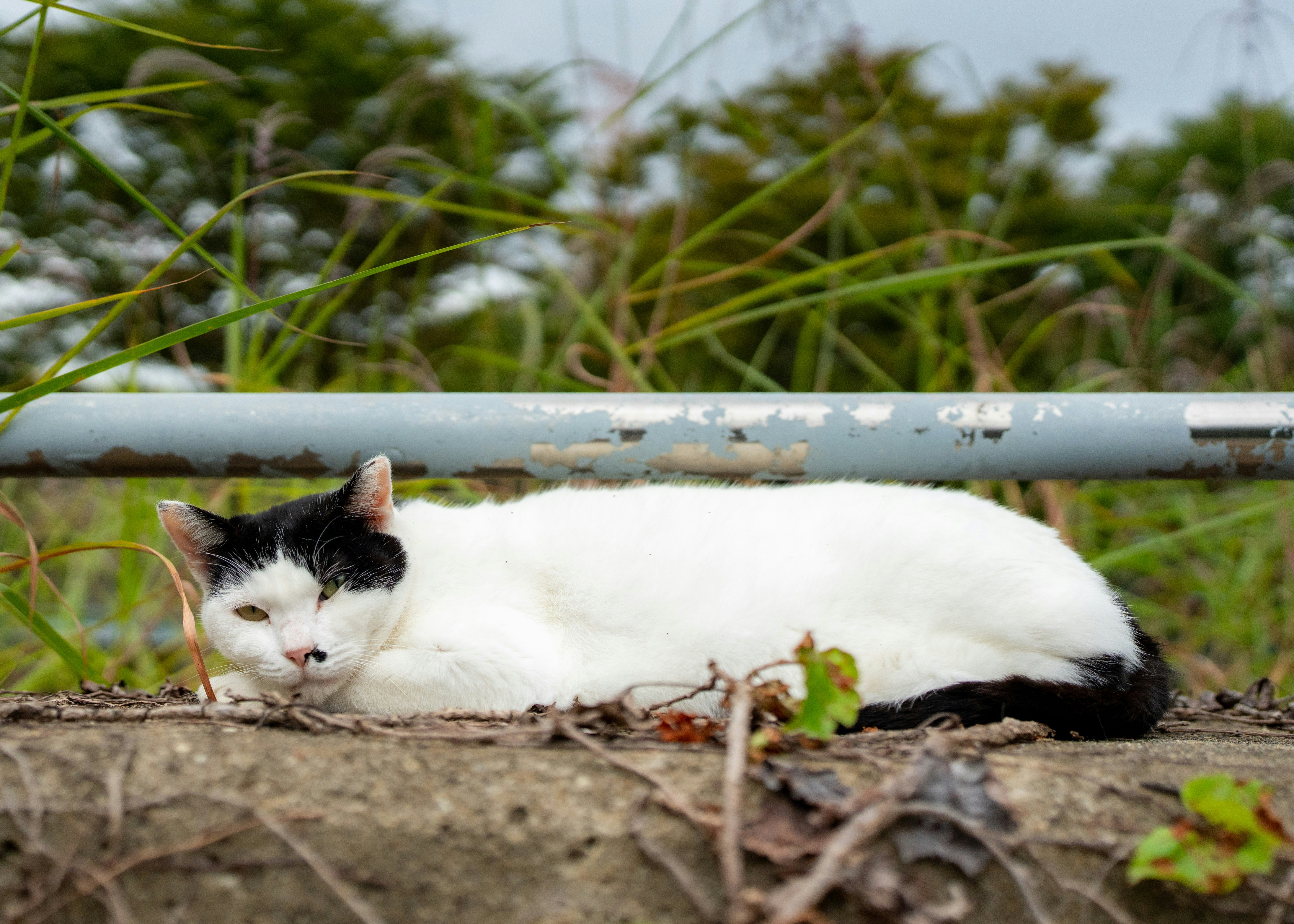 Resting in the Rail Shade: a Black-and-White Cat on a Weathered Track