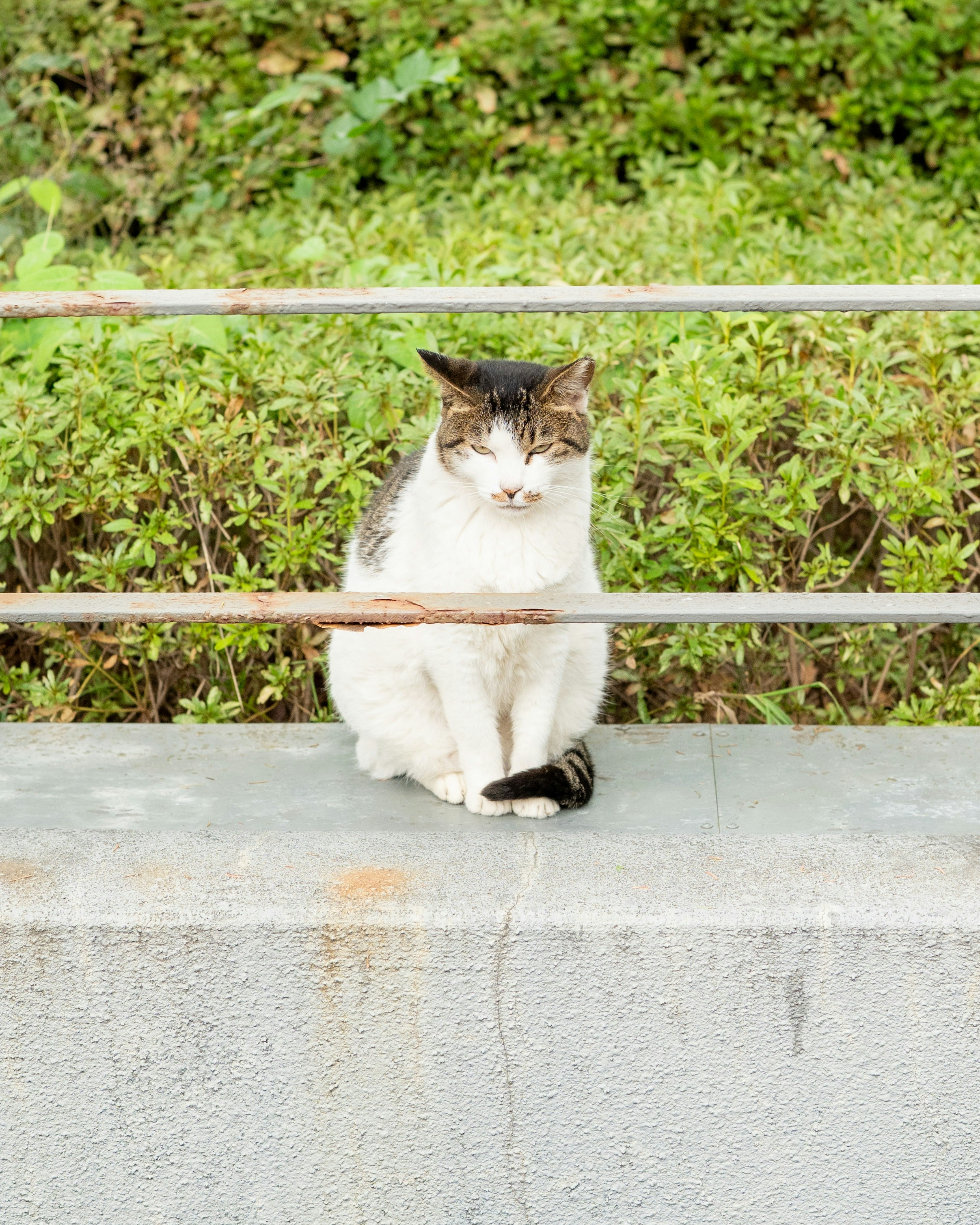 Calm Cat Behind Weathered Rails on a Concrete Barrier