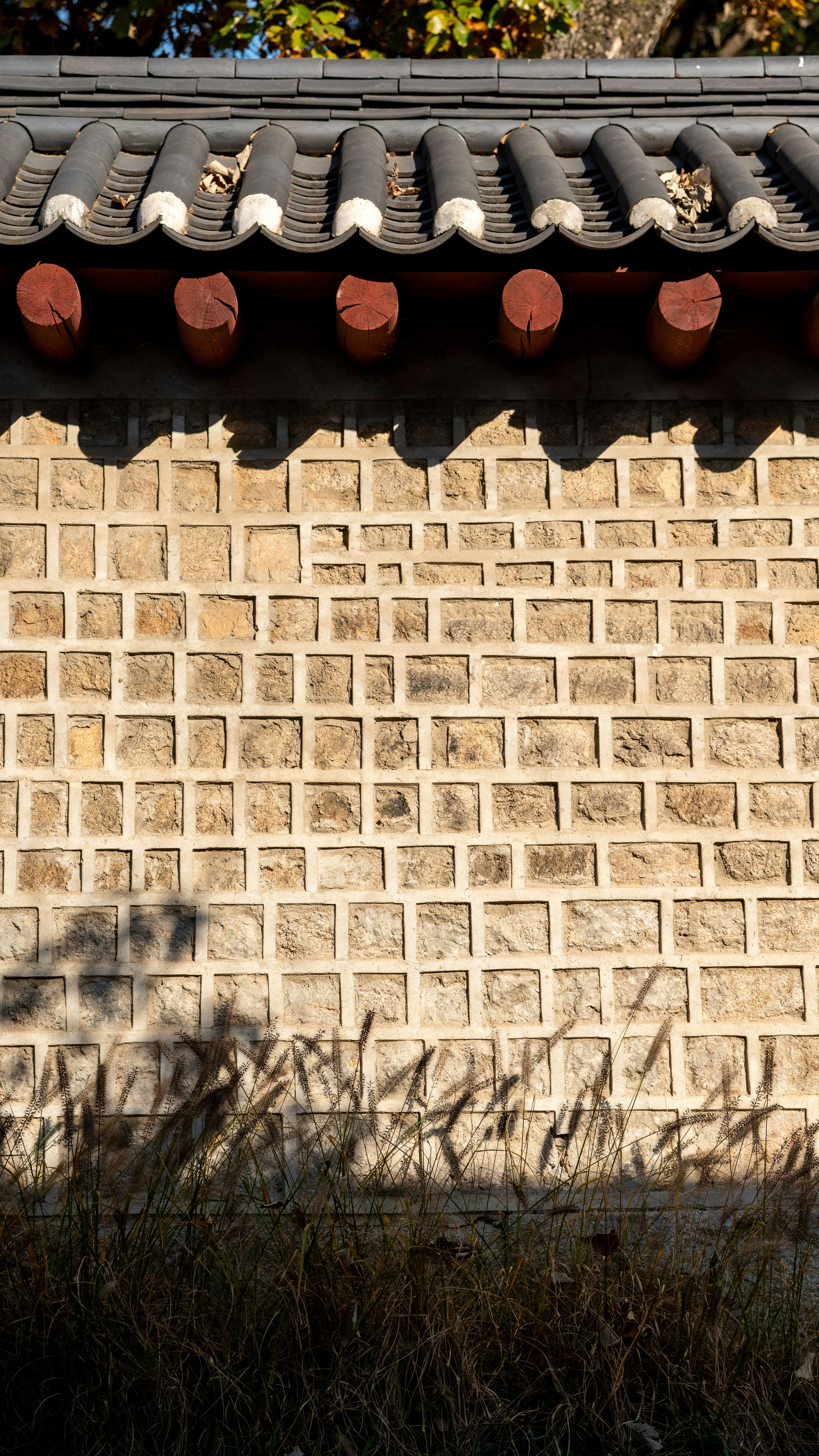 Sunlit Tilework and Shadowed Grass: A Quiet Courtyard Wall