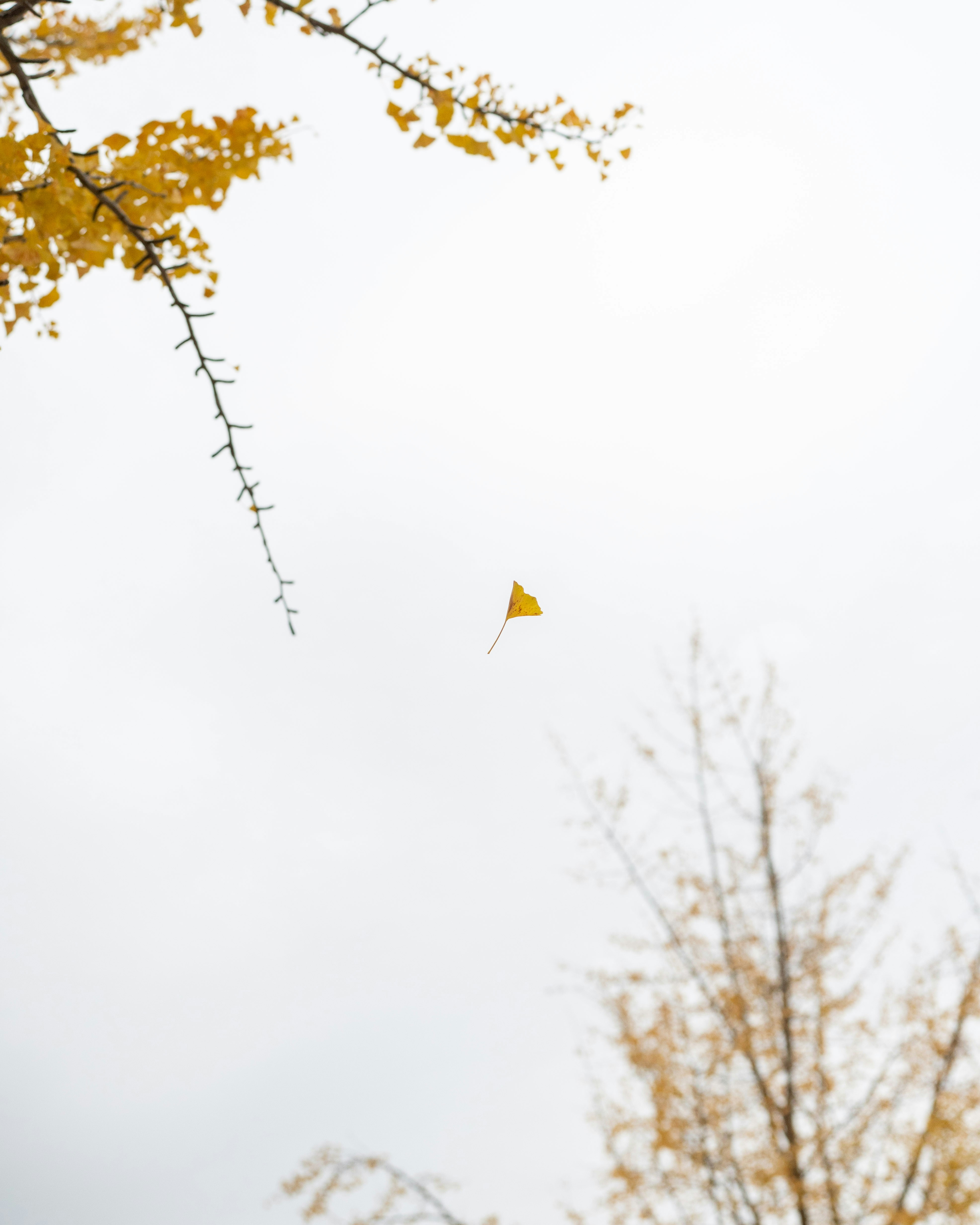 A Lone Falling Leaf Against a Pale Autumn Sky
