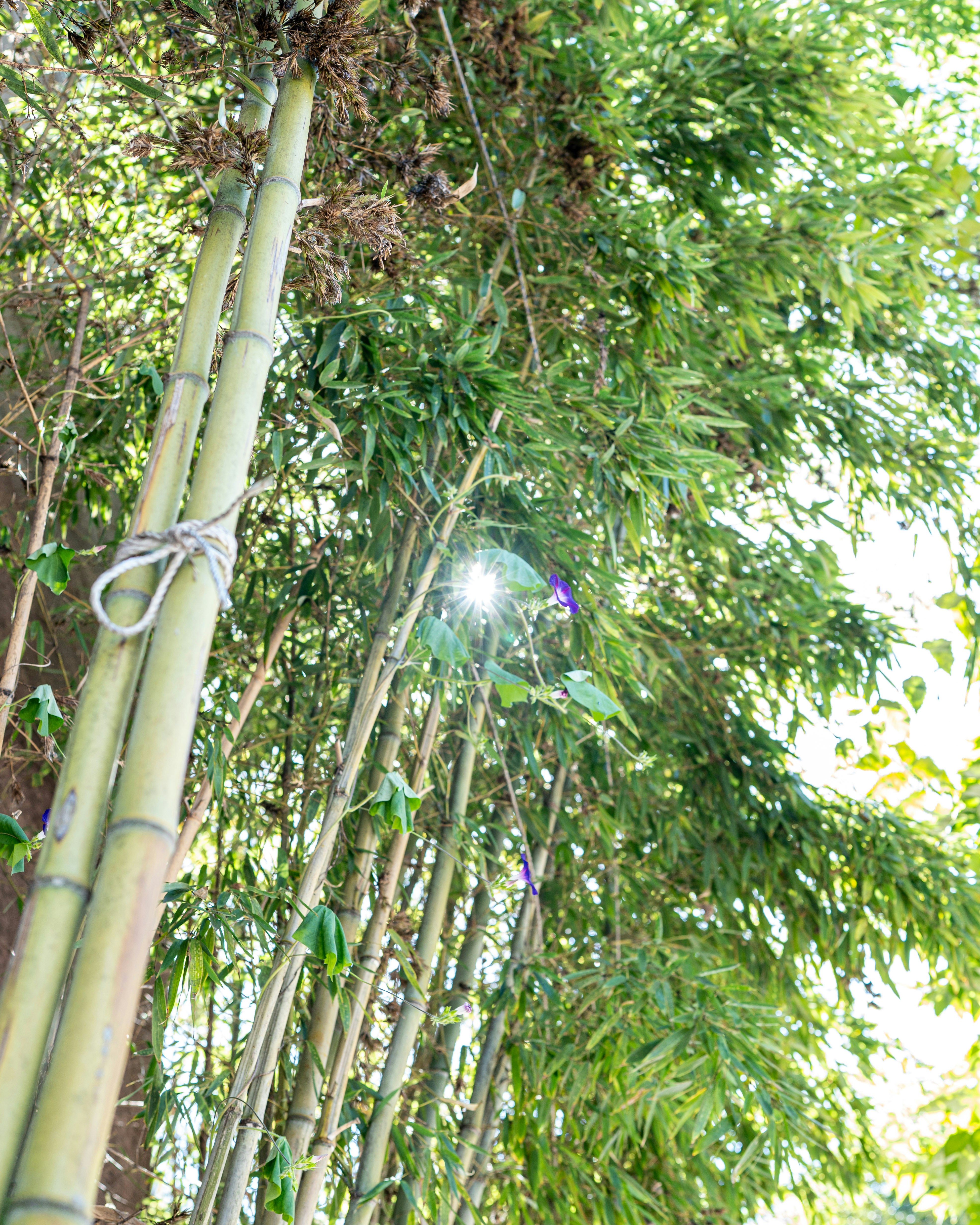 Sunlit bamboo grove with a knotted rope and lens flare