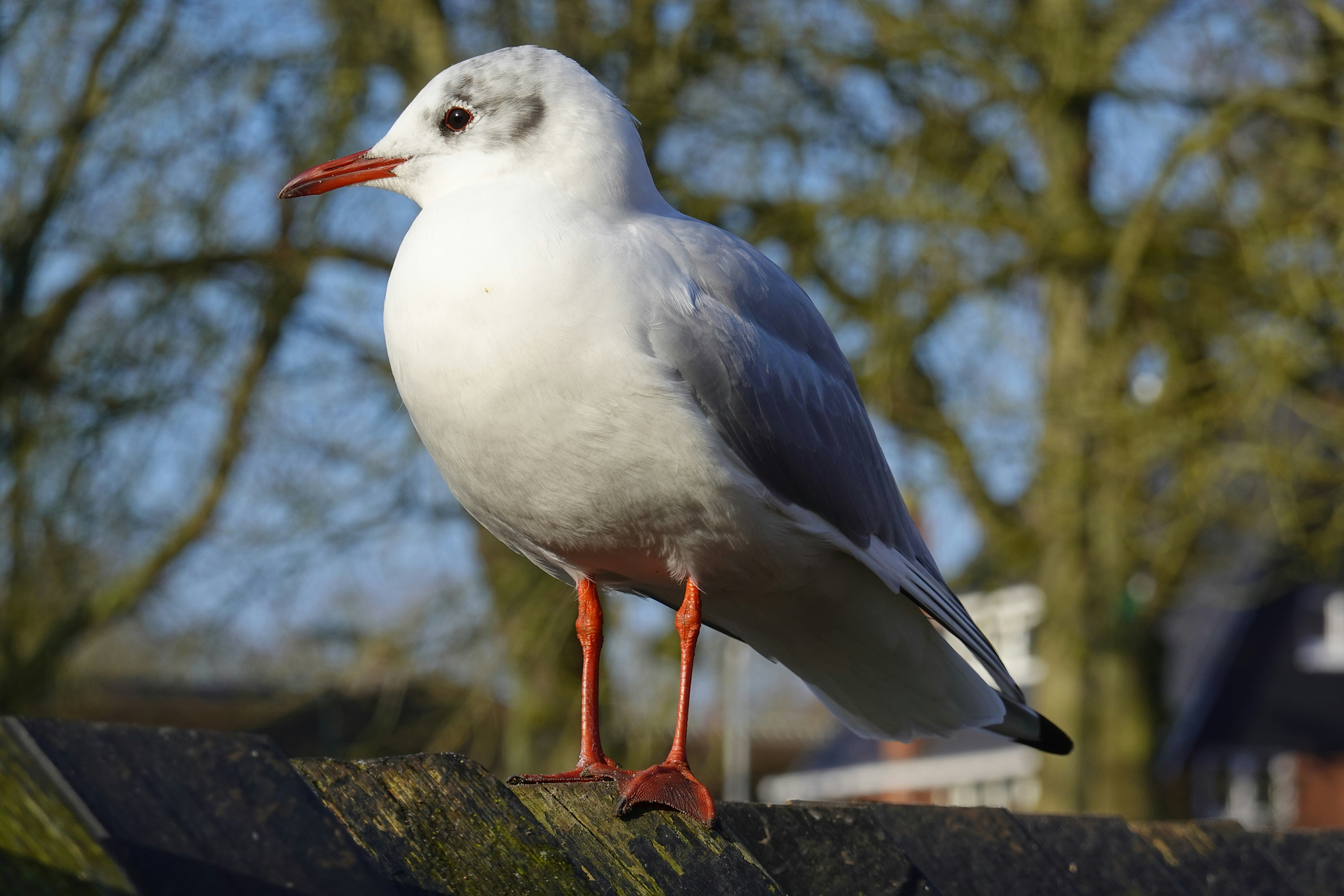 Red-Legged Seabird on Weathered Fence