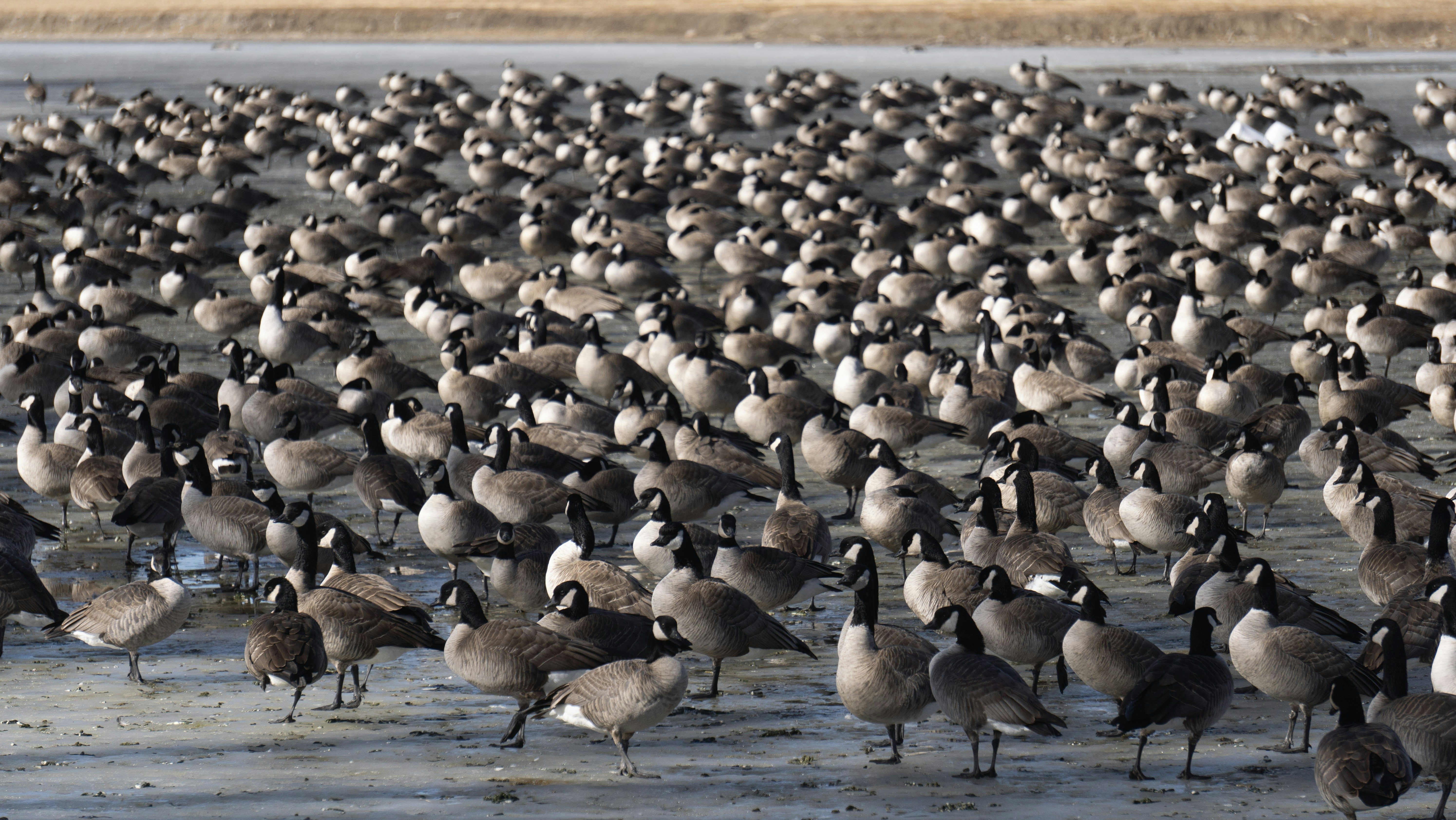 A Sea of Shorebound Gulls: Dense Congregation at Low Tide