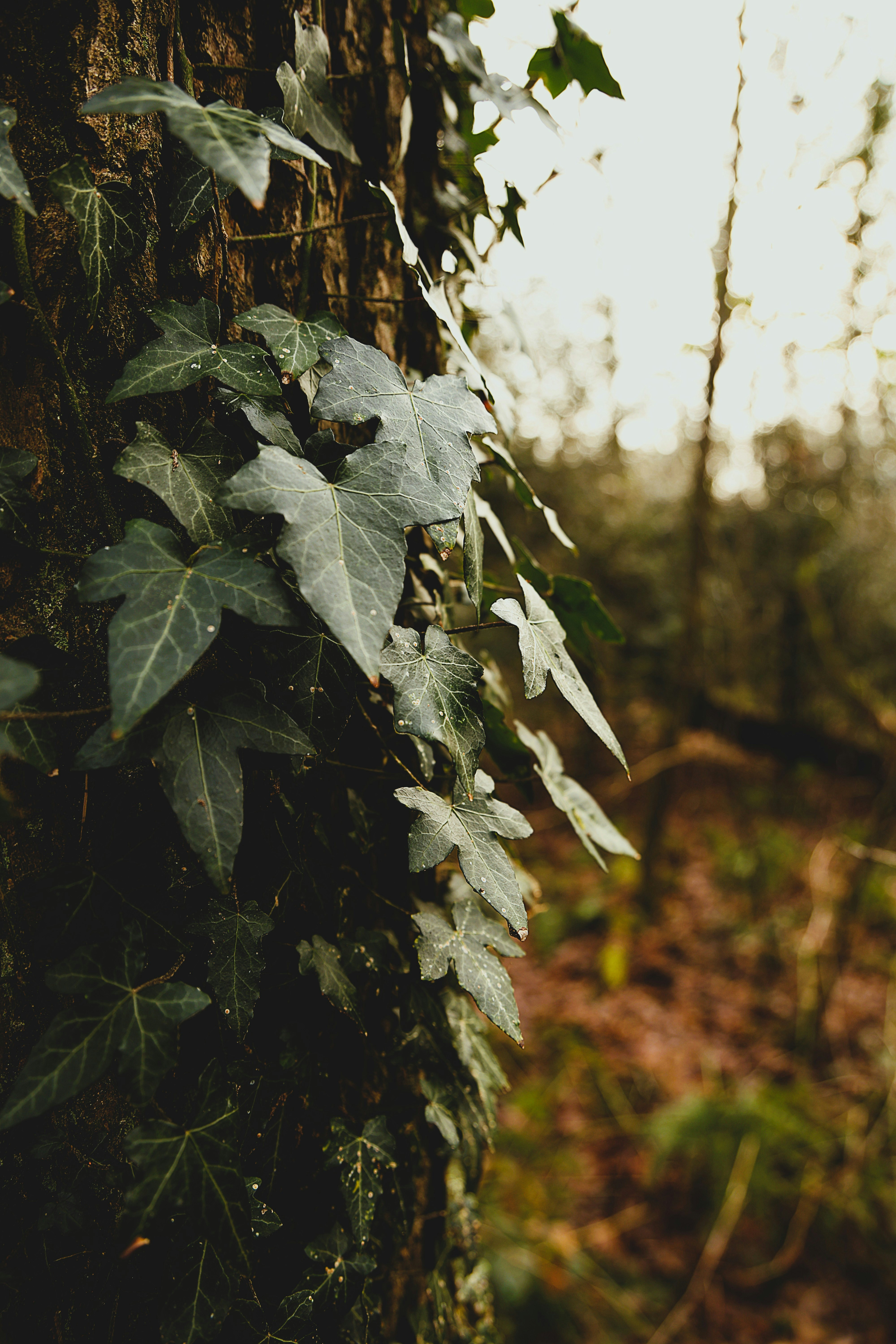 Ivy-clad trunk in soft forest light