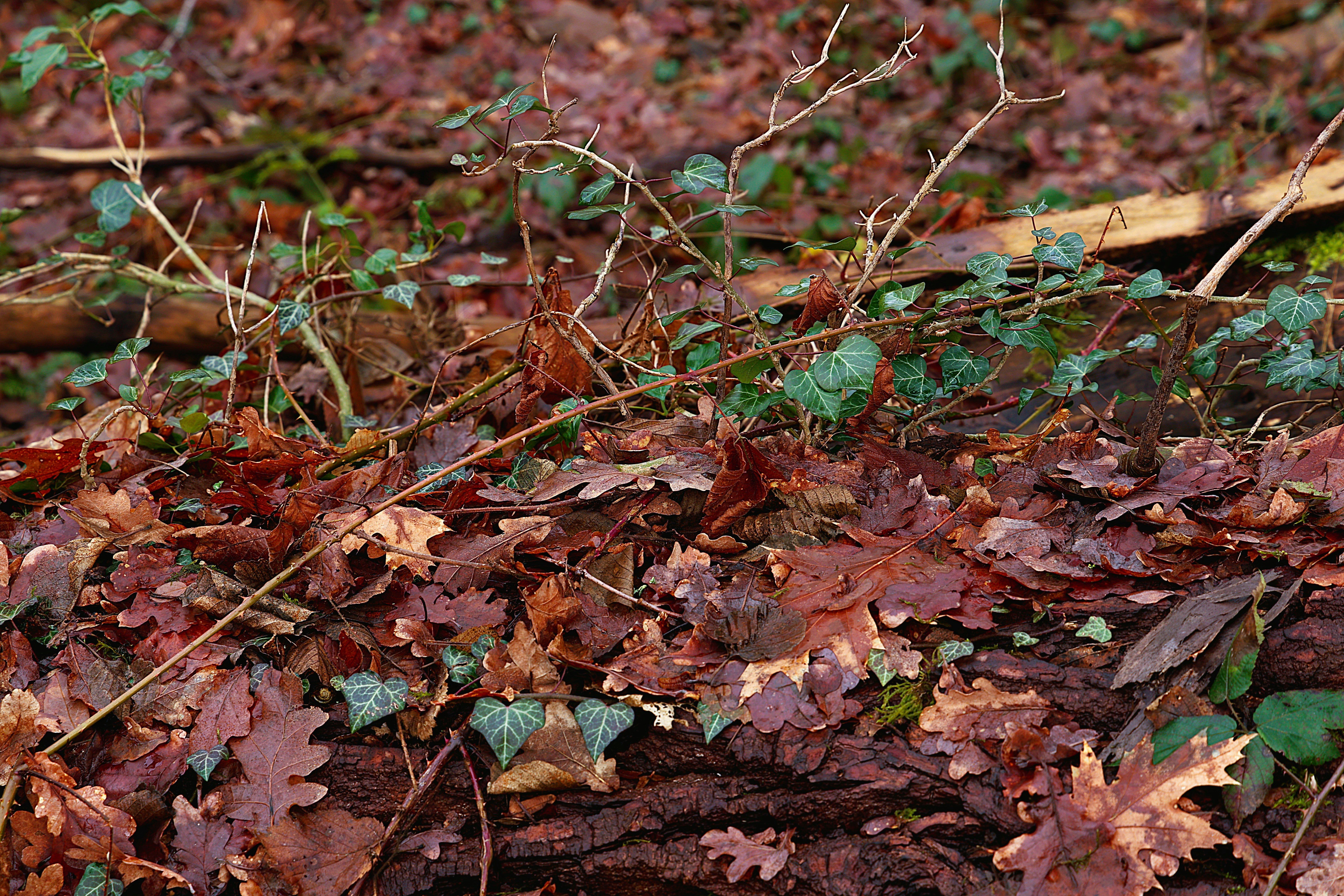 Close-up of a tangle of ivy and fallen leaves on a forest floor