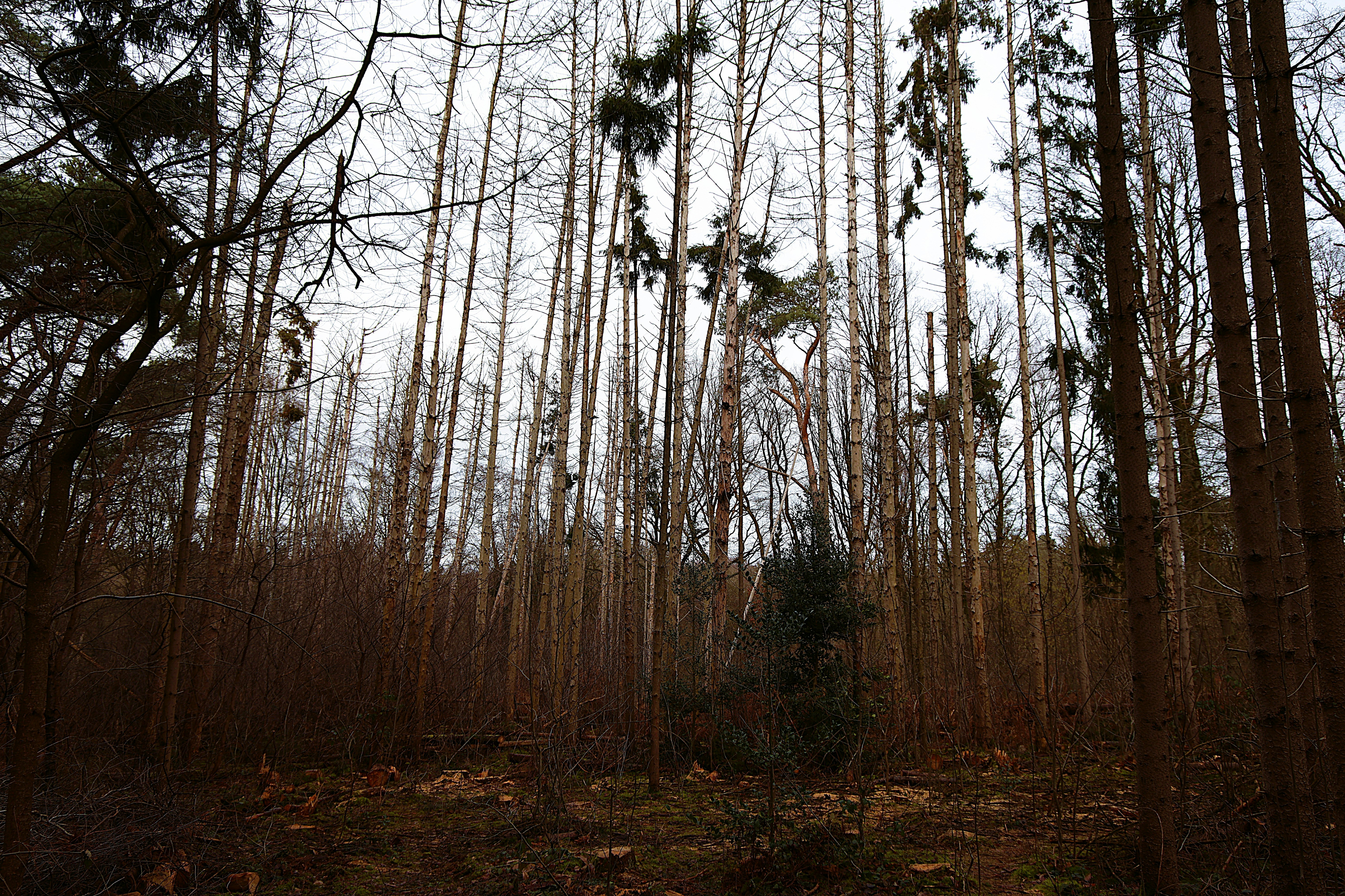 Soldier Pines: a quiet winter woodland with a sparse understory
