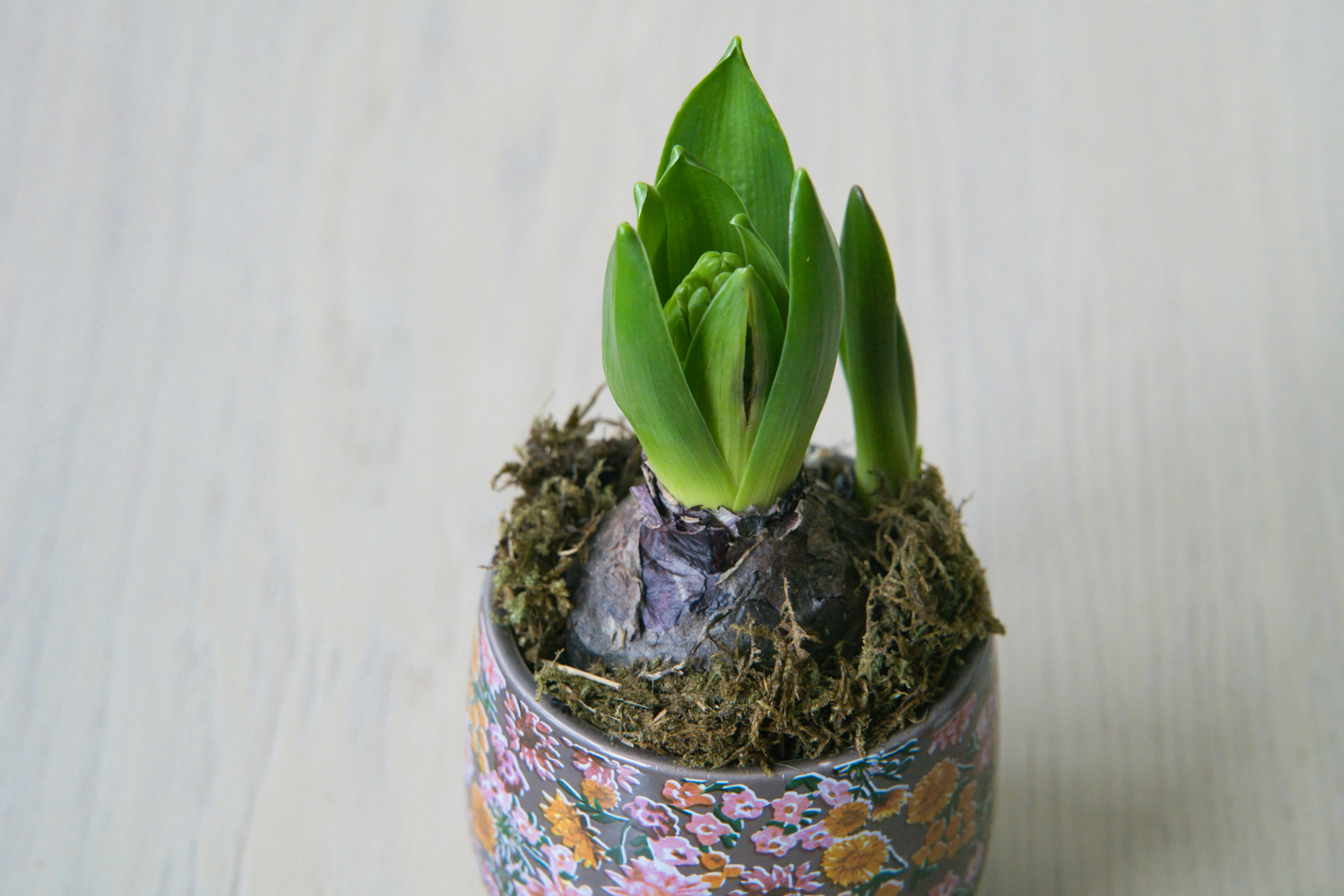 Tiny Green Shooter in a Floral Pot