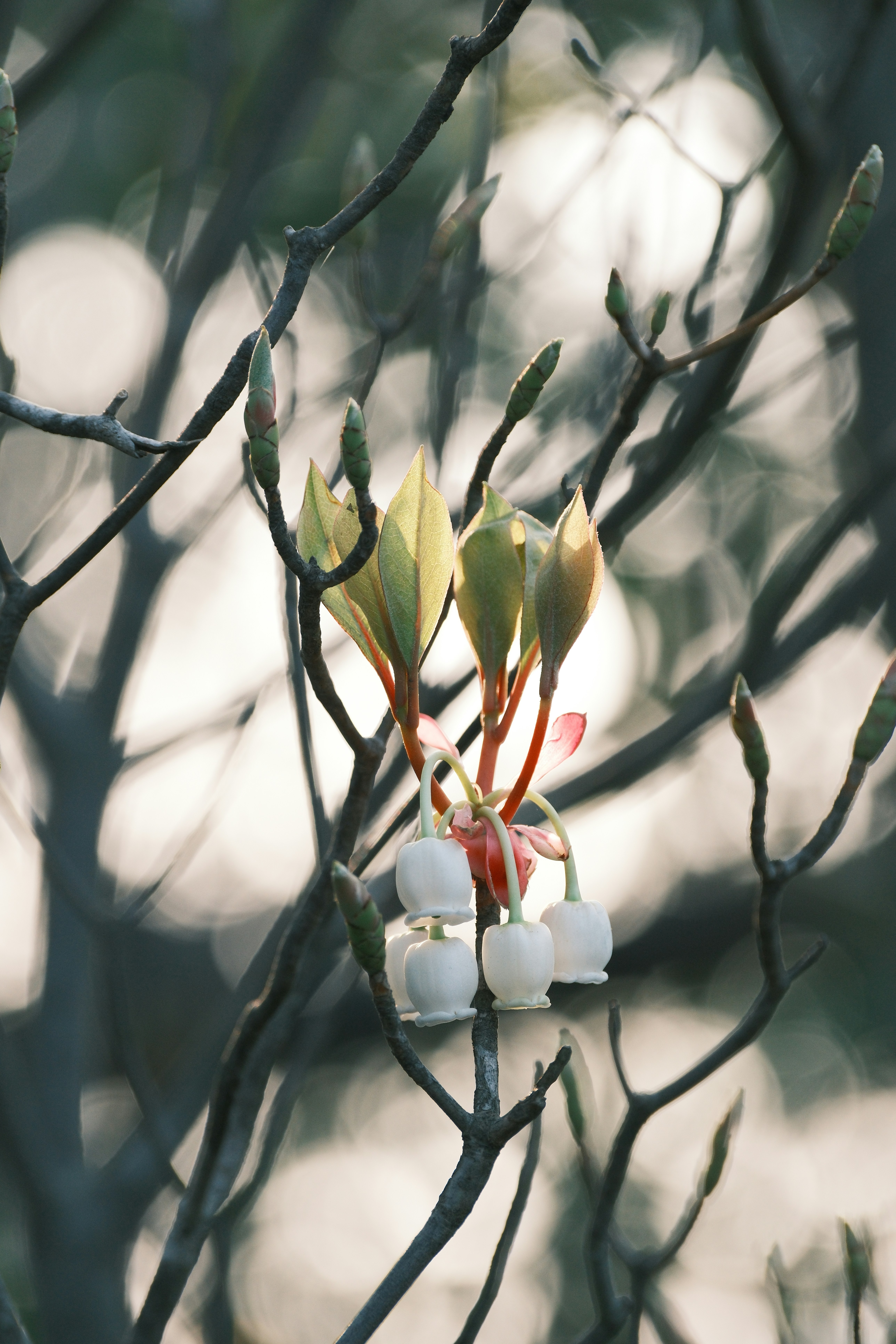 Delicate Lilac Buds and Pearls: A Quiet Winter Blossom on Dark Branches