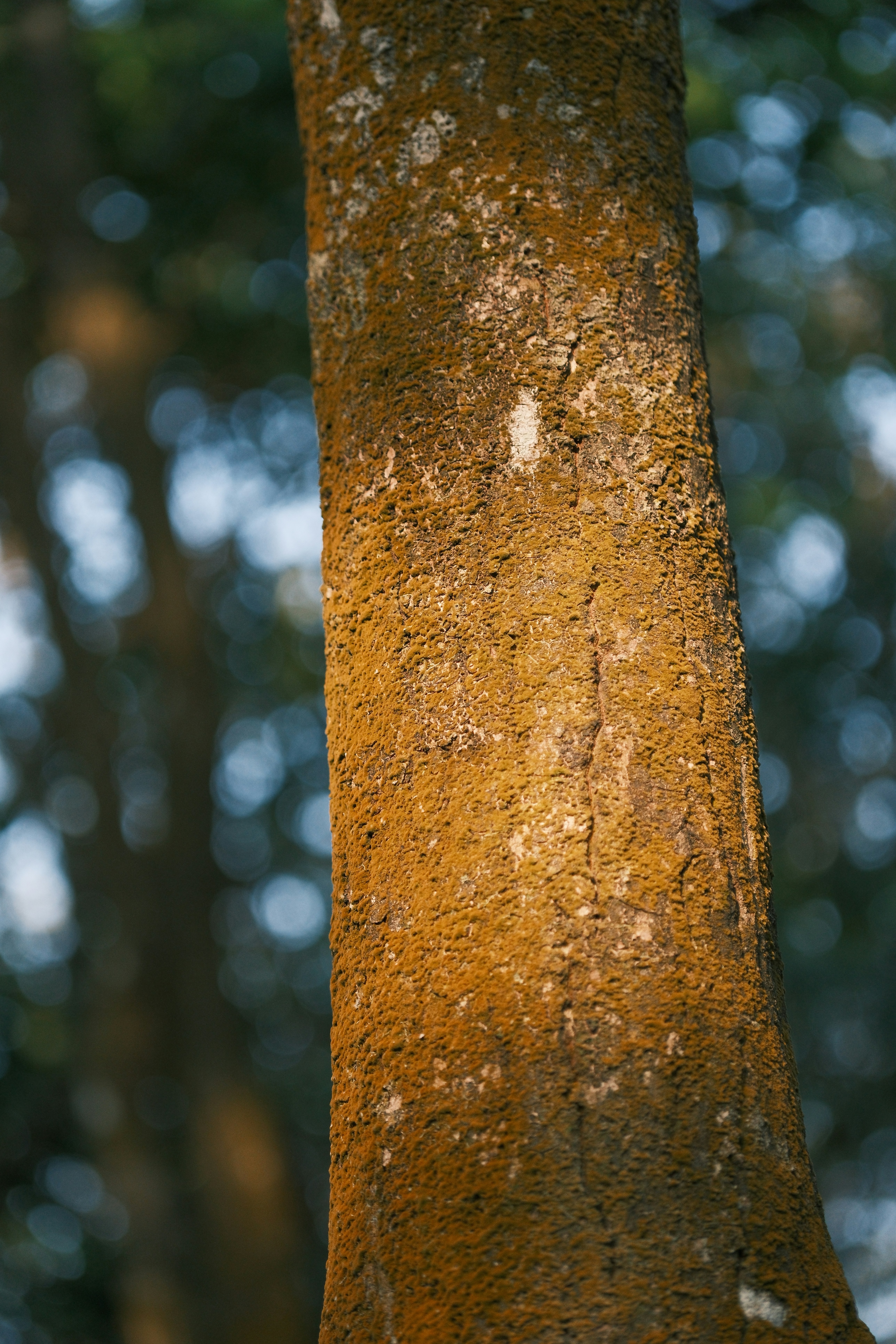 Bark Texture in Warm Sunlight
