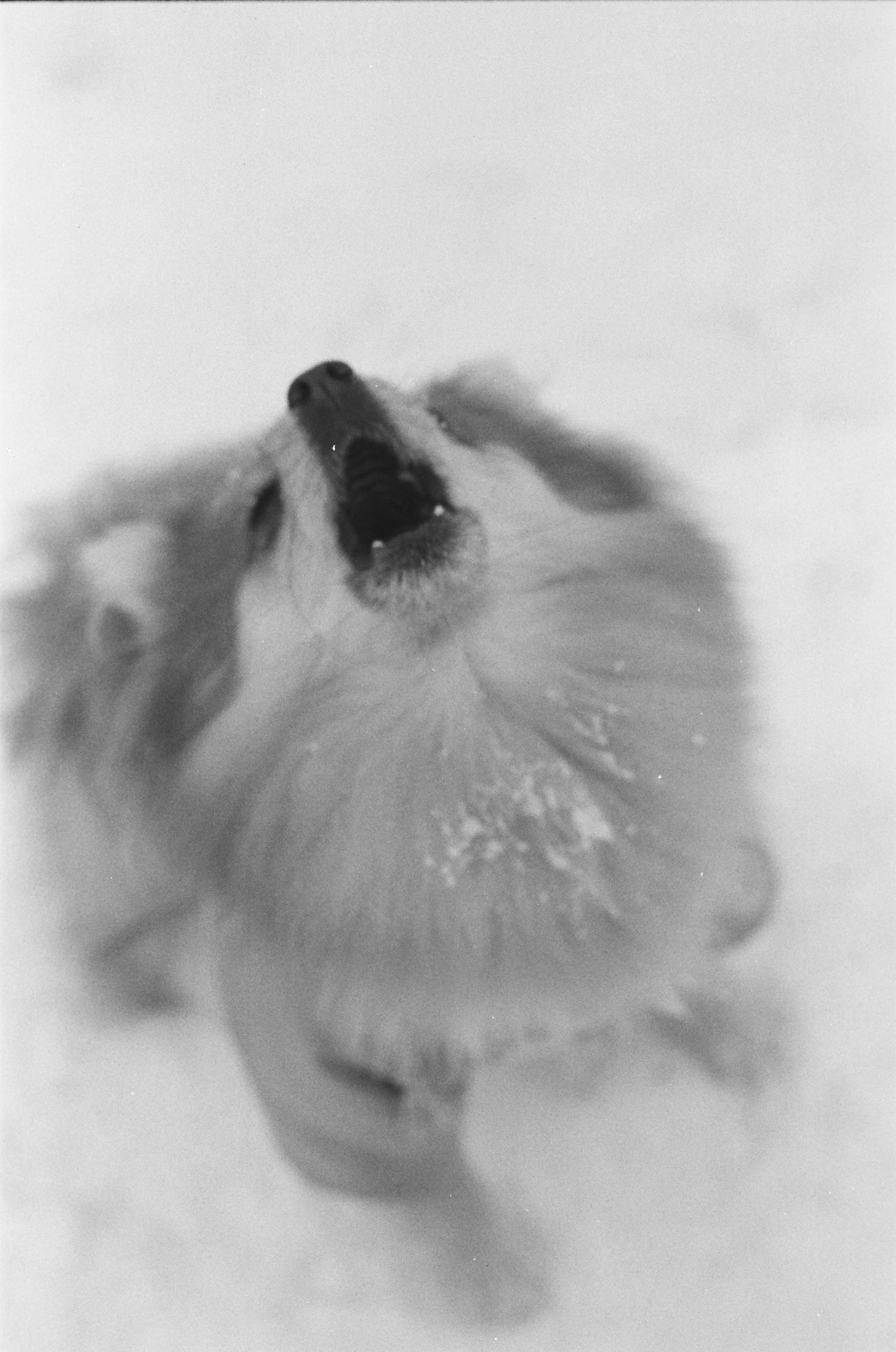 A dog howling in the snow