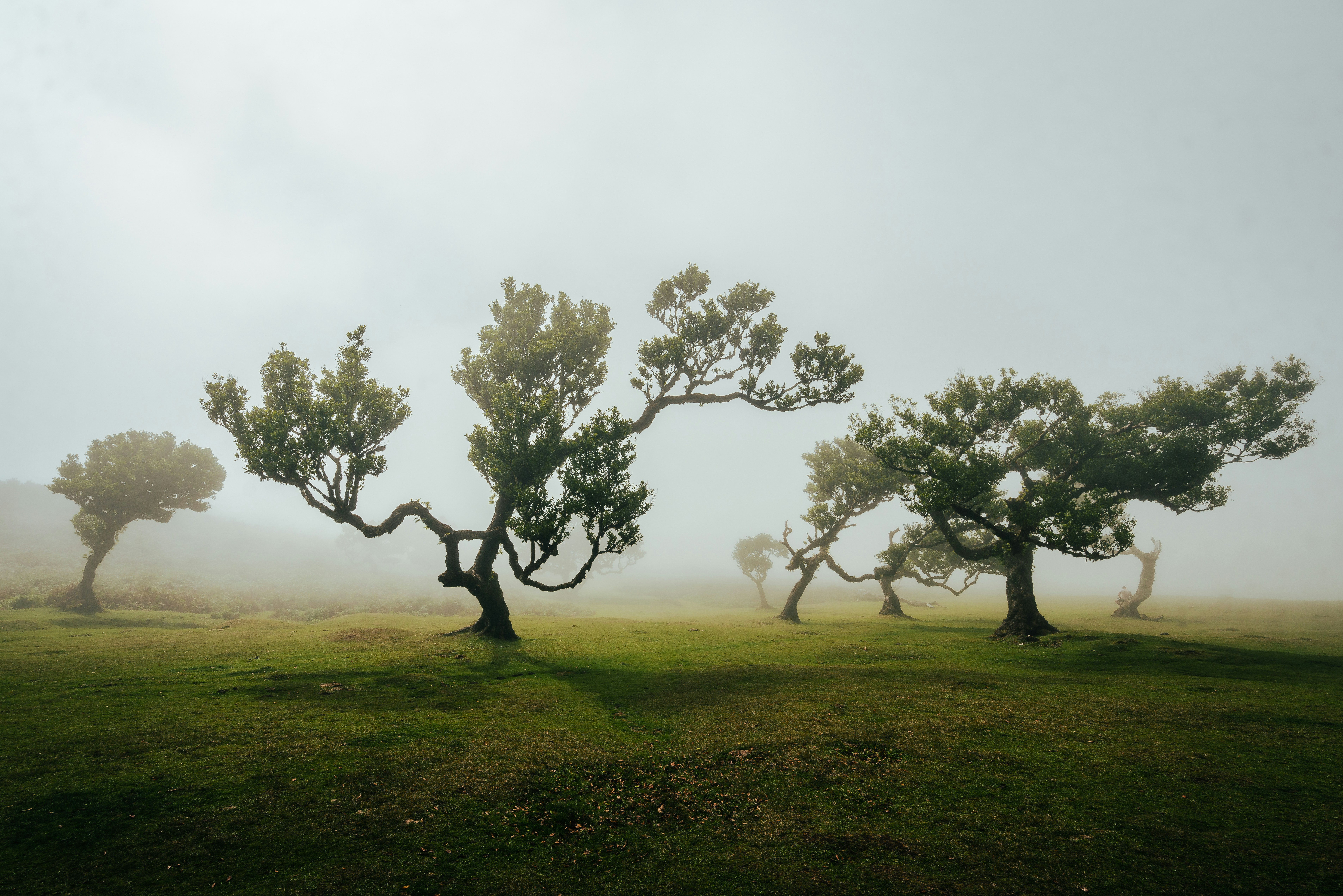 Wind-Sculpted Pines in Misty Meadow