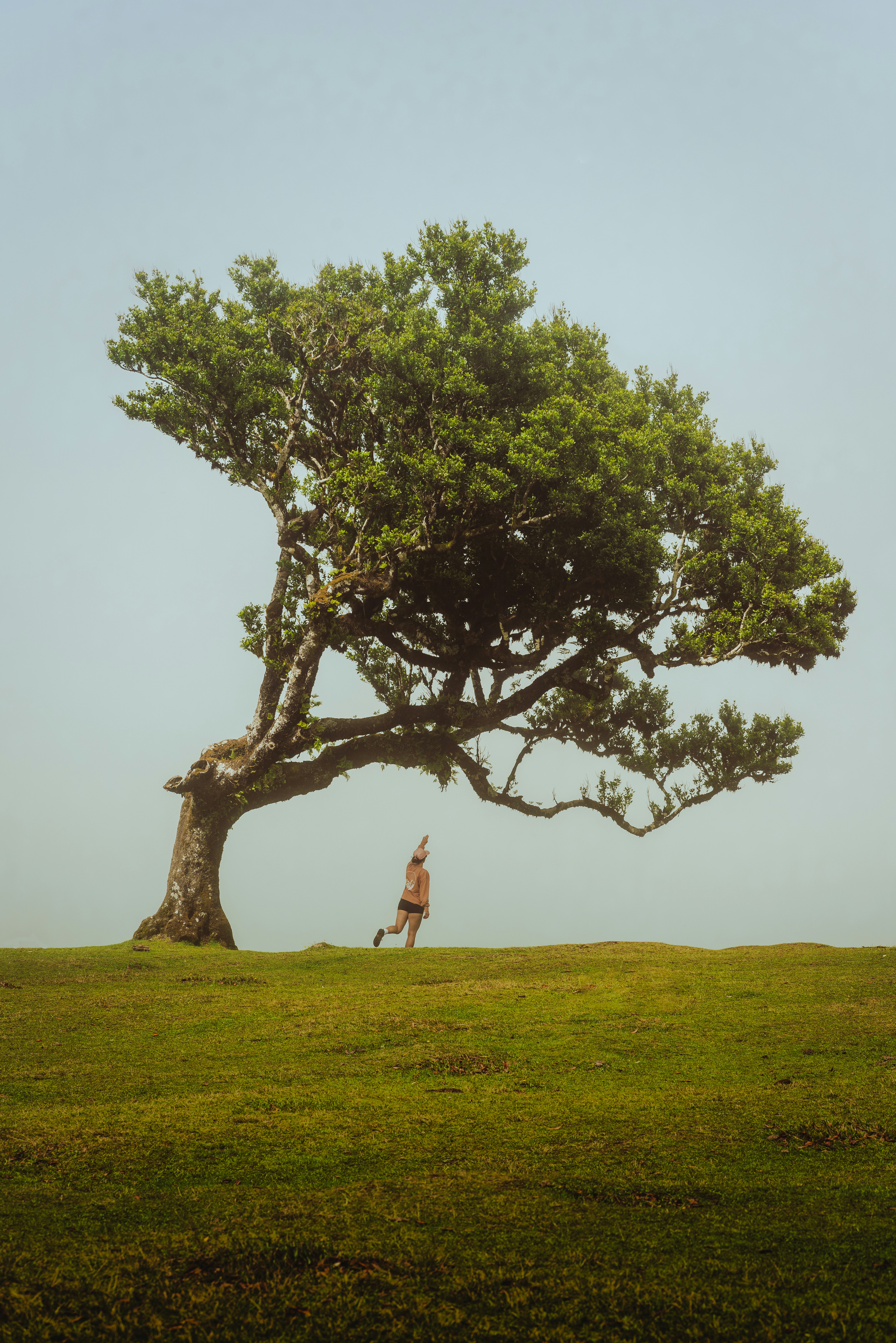 Windwalker Under the Lone Oak