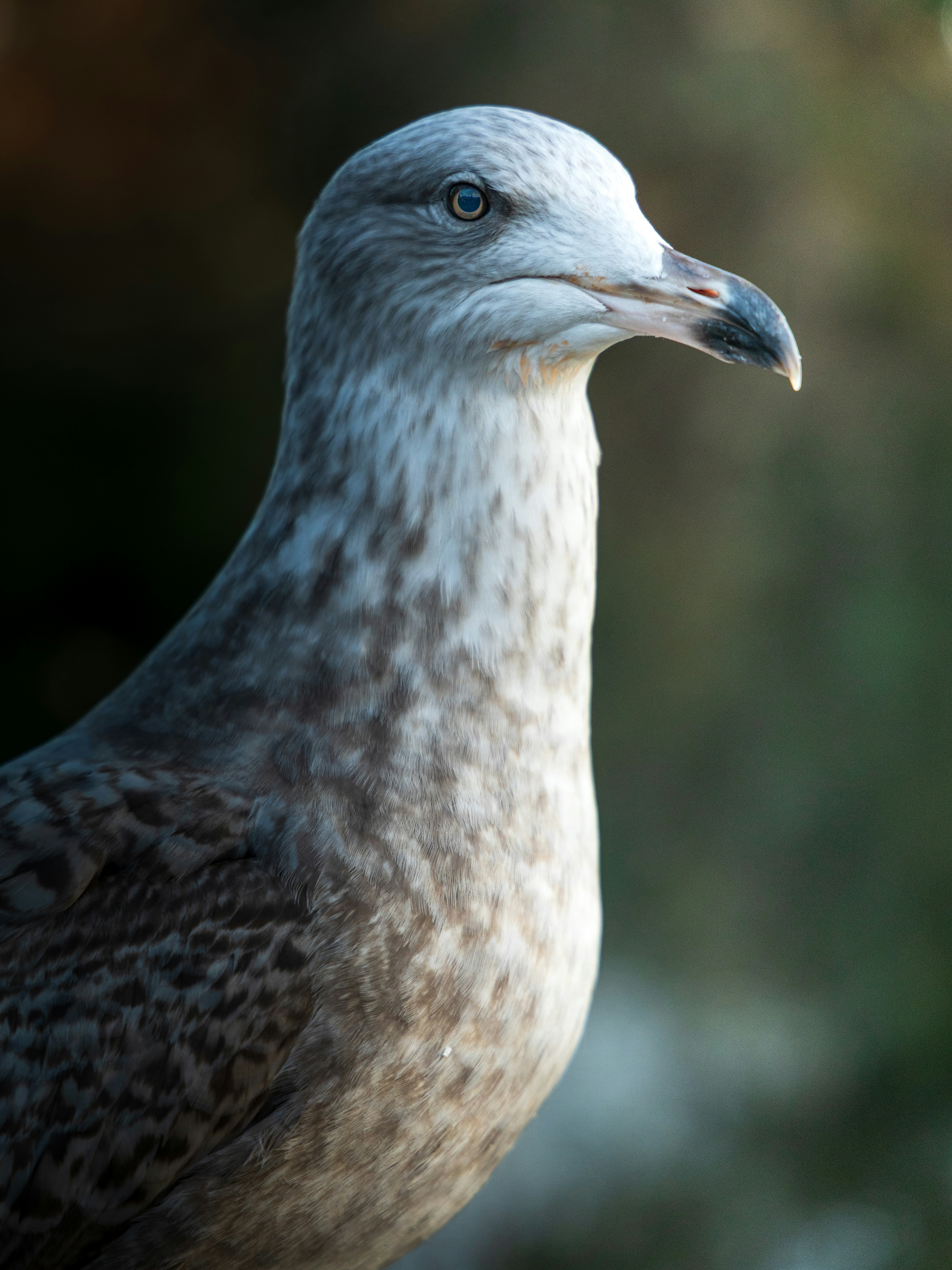 Close-up of a seabird's watchful gaze