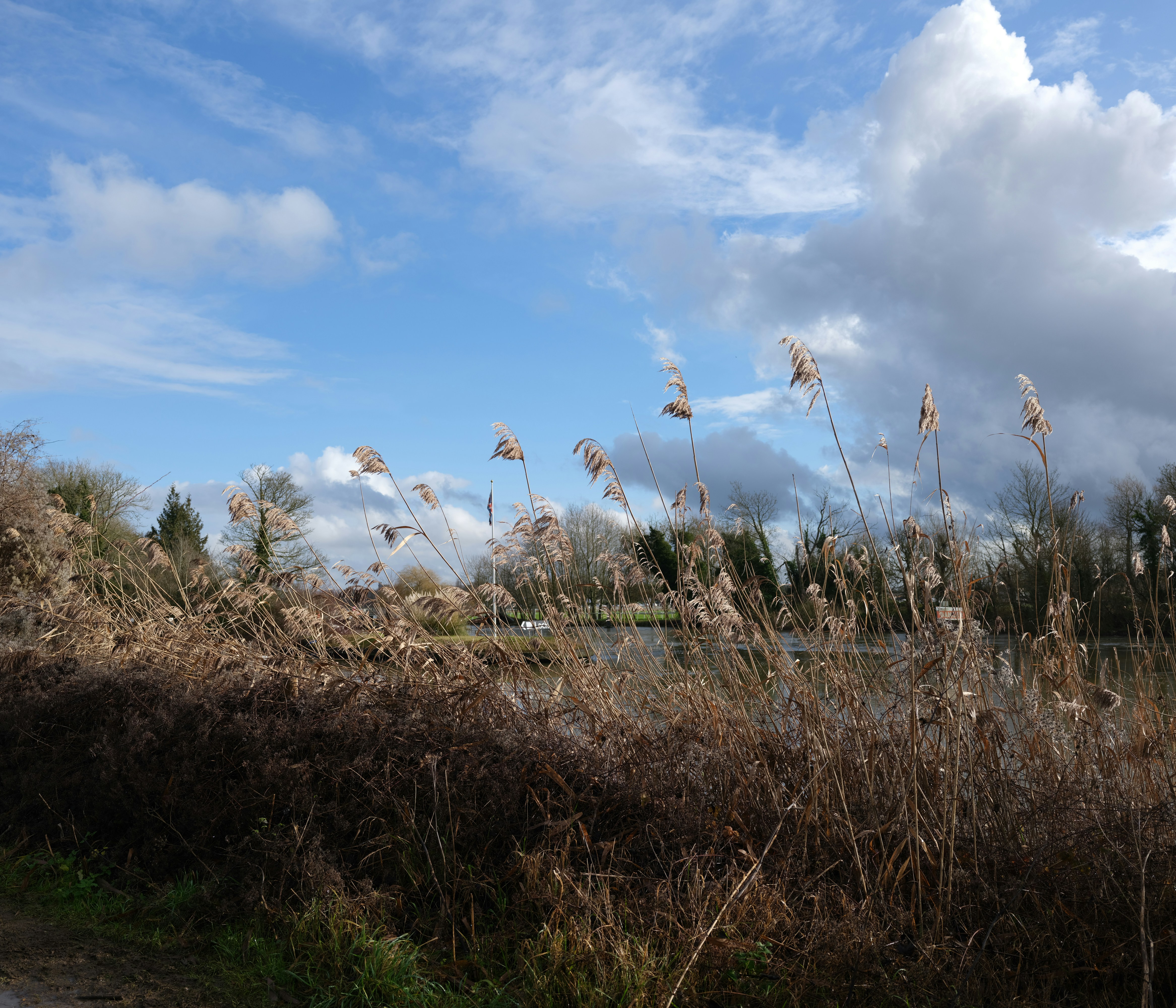 Reedy riverbank under a bright sky