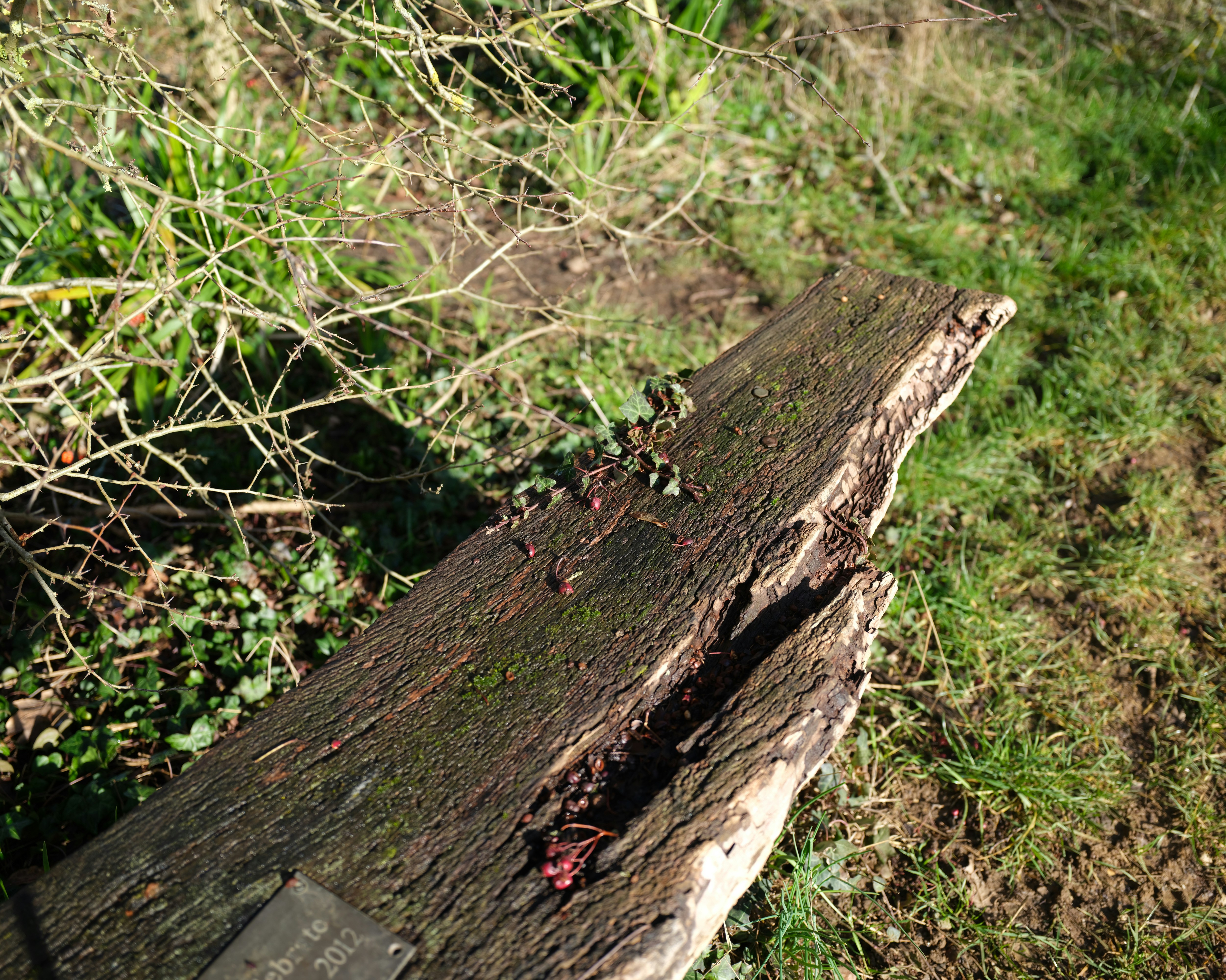 Weathered Log on a Sunny Forest Floor
